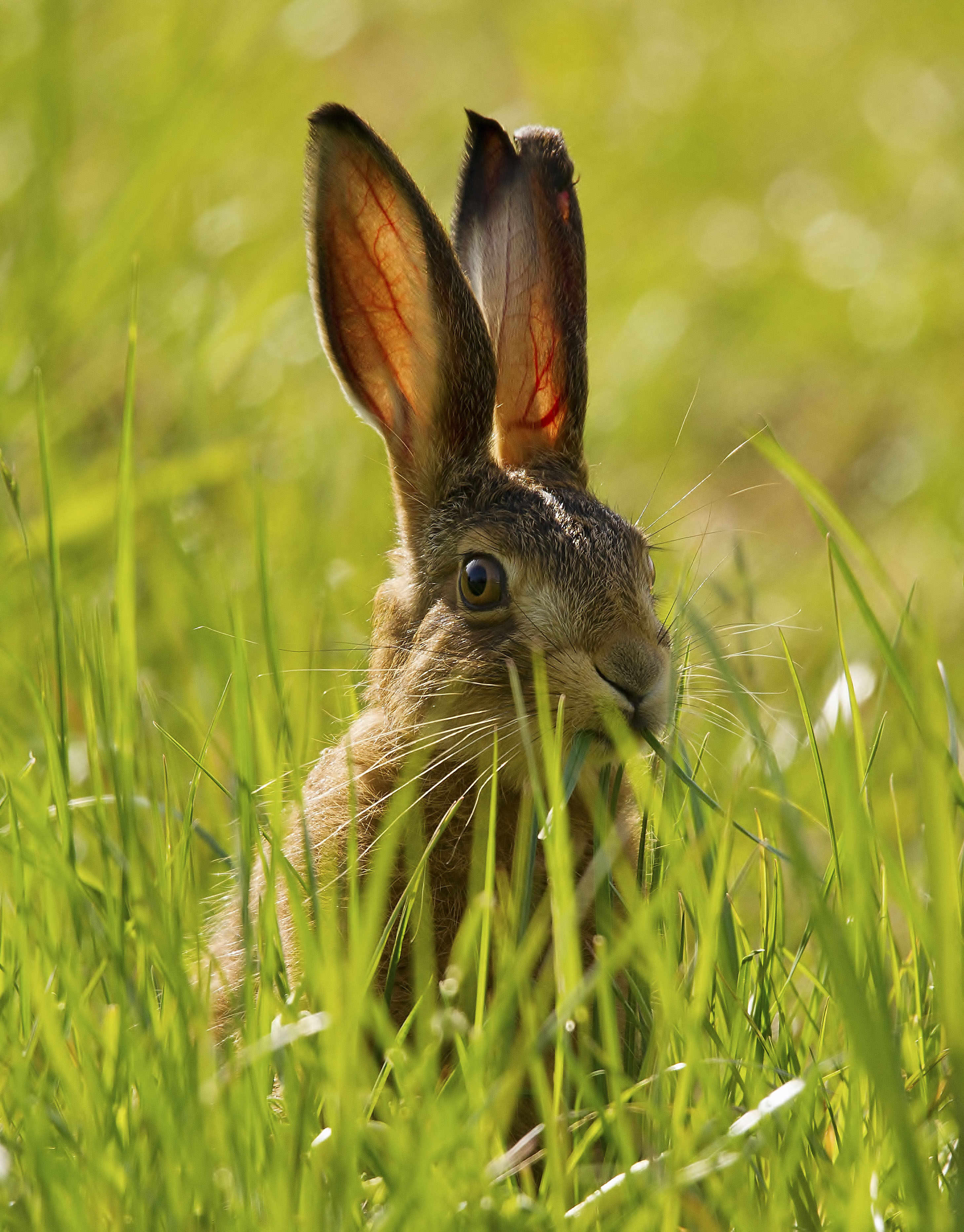 Details : Brown Hare - BirdGuides