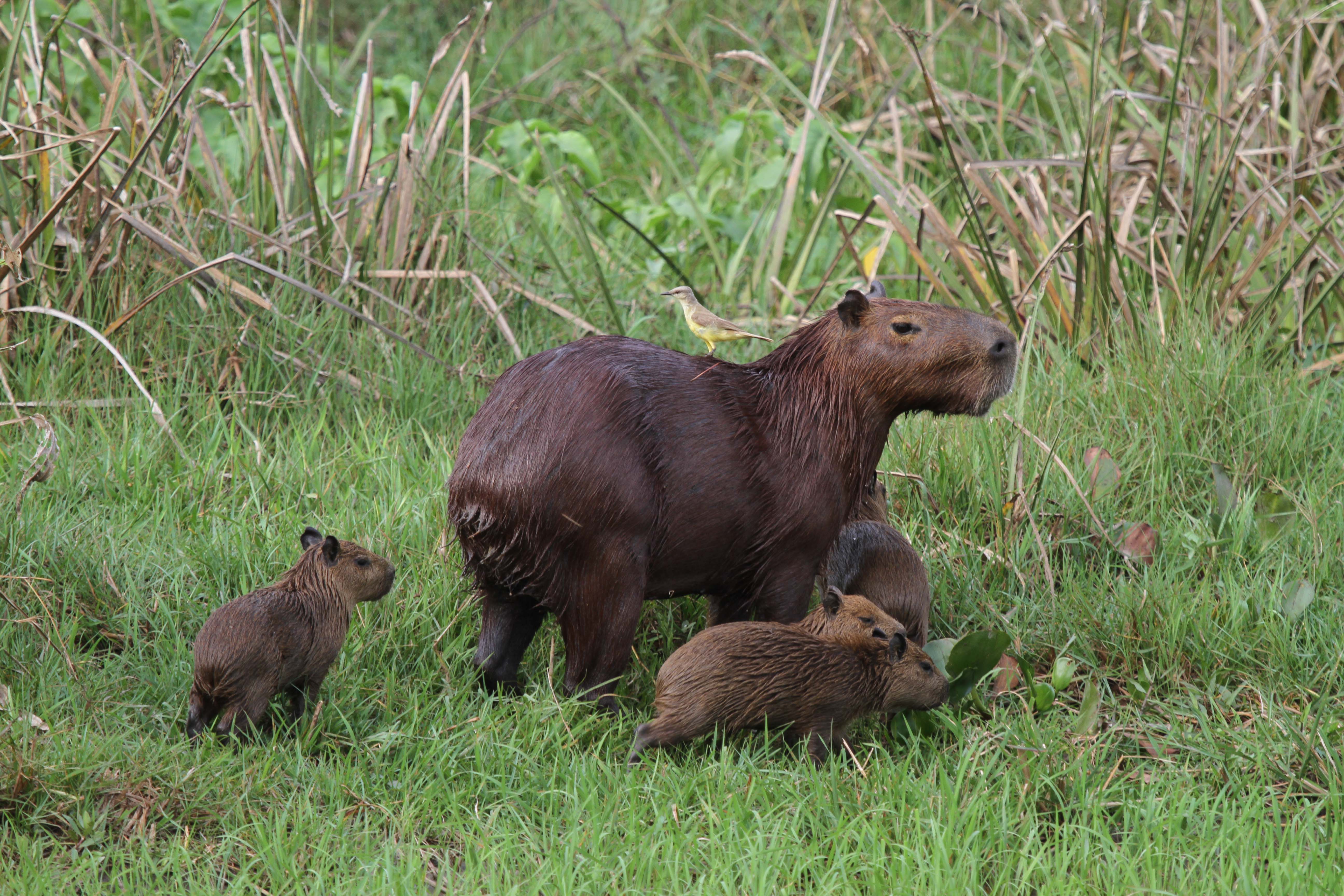 Capybara by Peter Gasson - BirdGuides