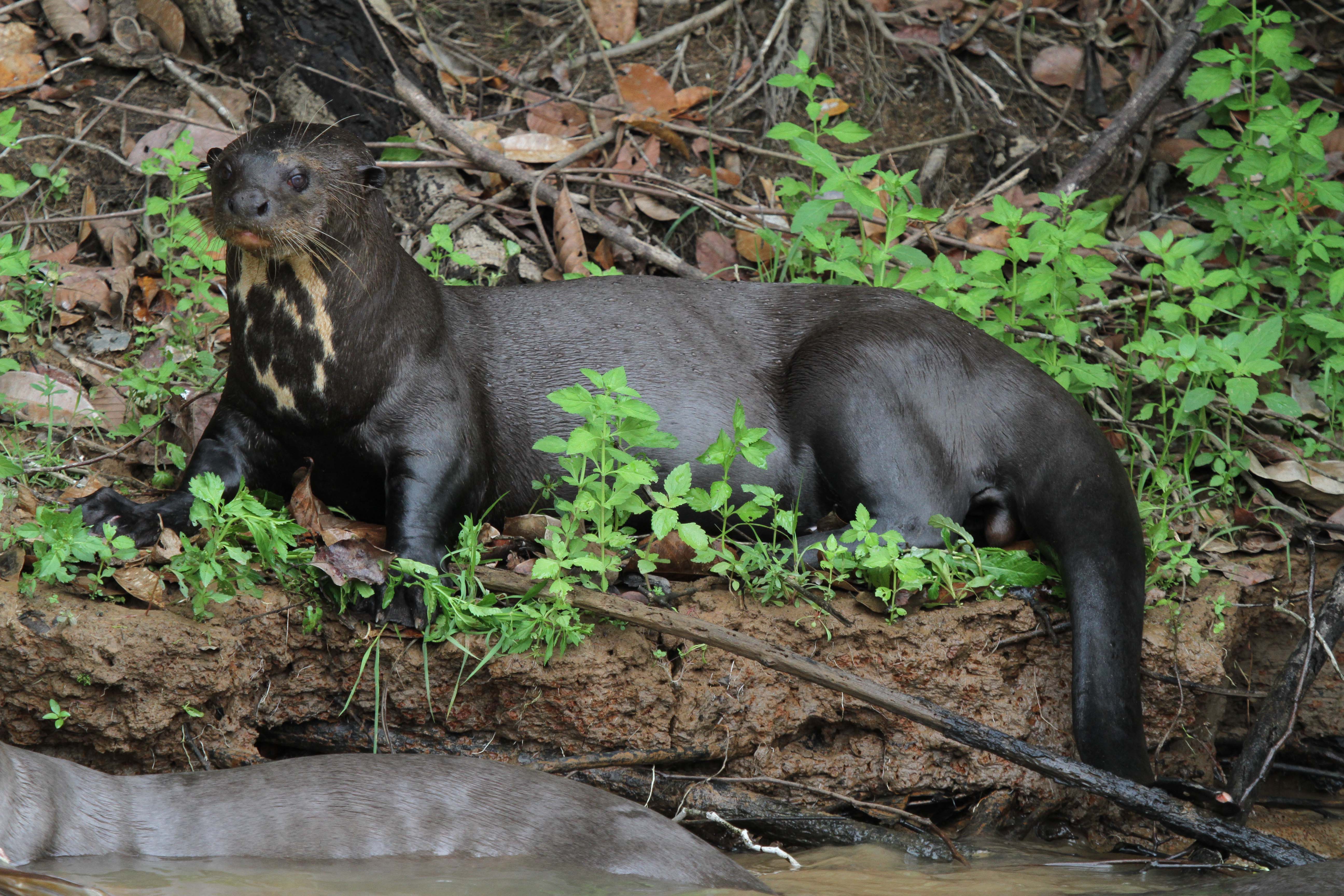Giant Otter by Peter Gasson - BirdGuides