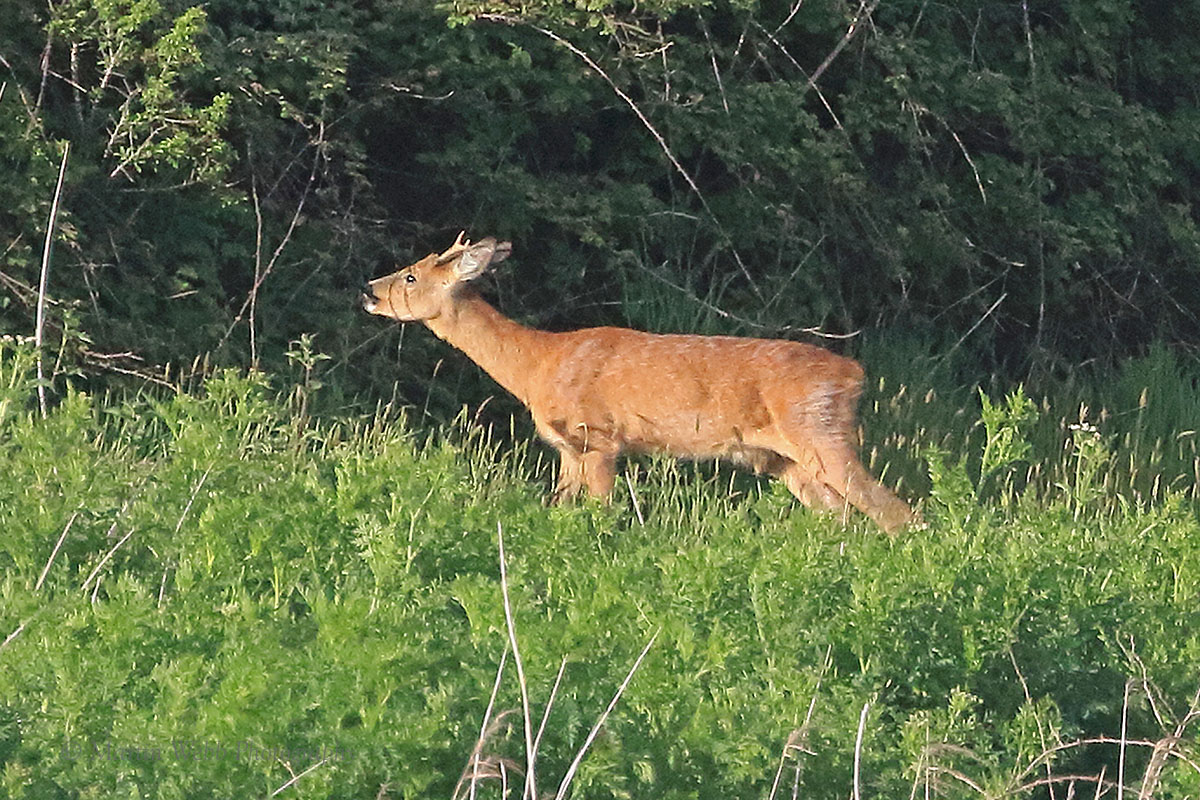 Roe Deer by Martin Webb - BirdGuides