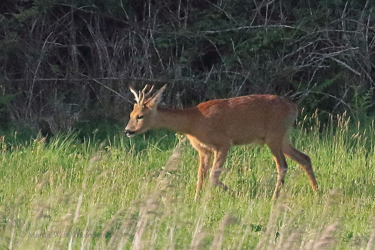 Roe Deer by Martin Webb - BirdGuides