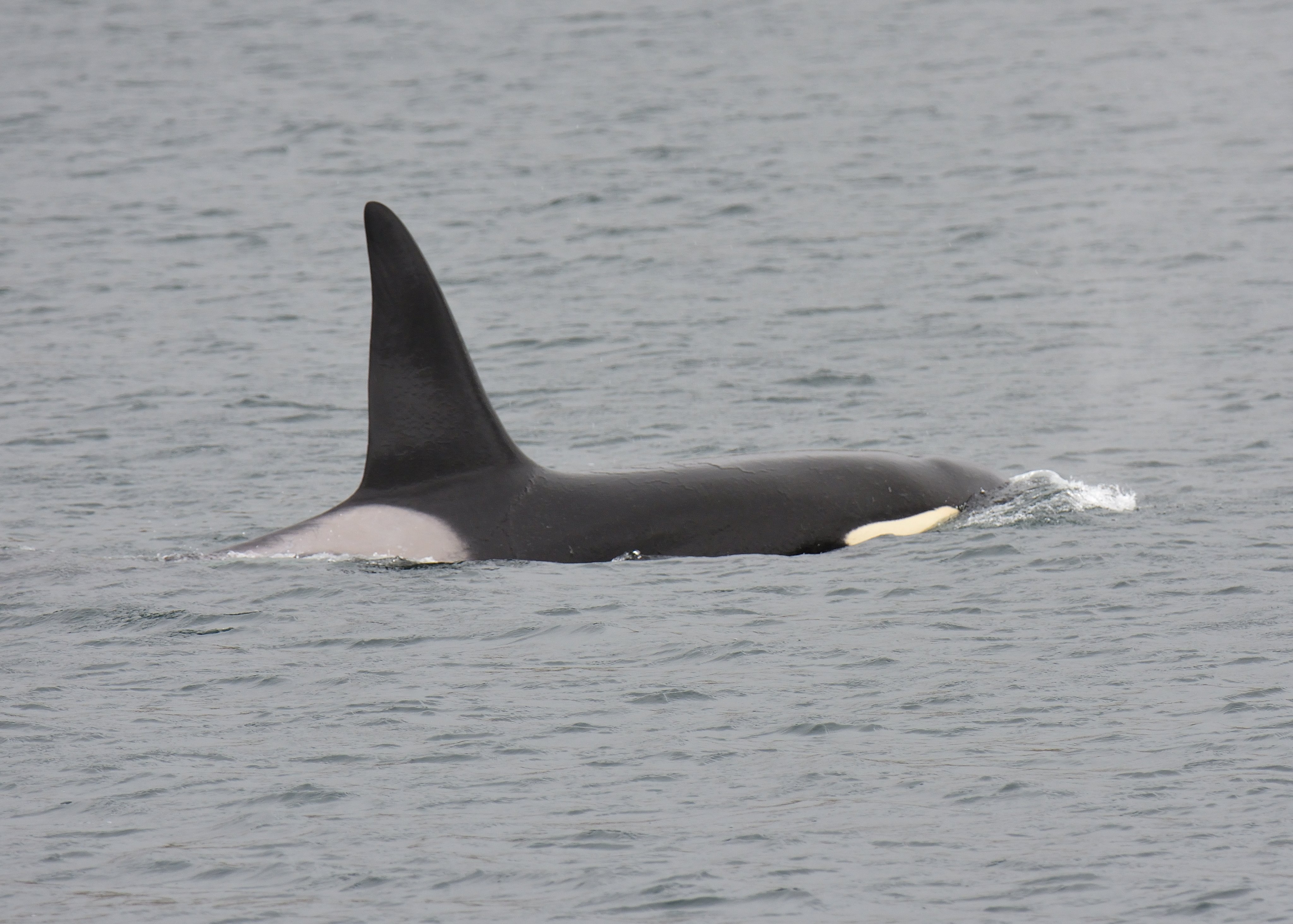 Details : Killer Whale - BirdGuides