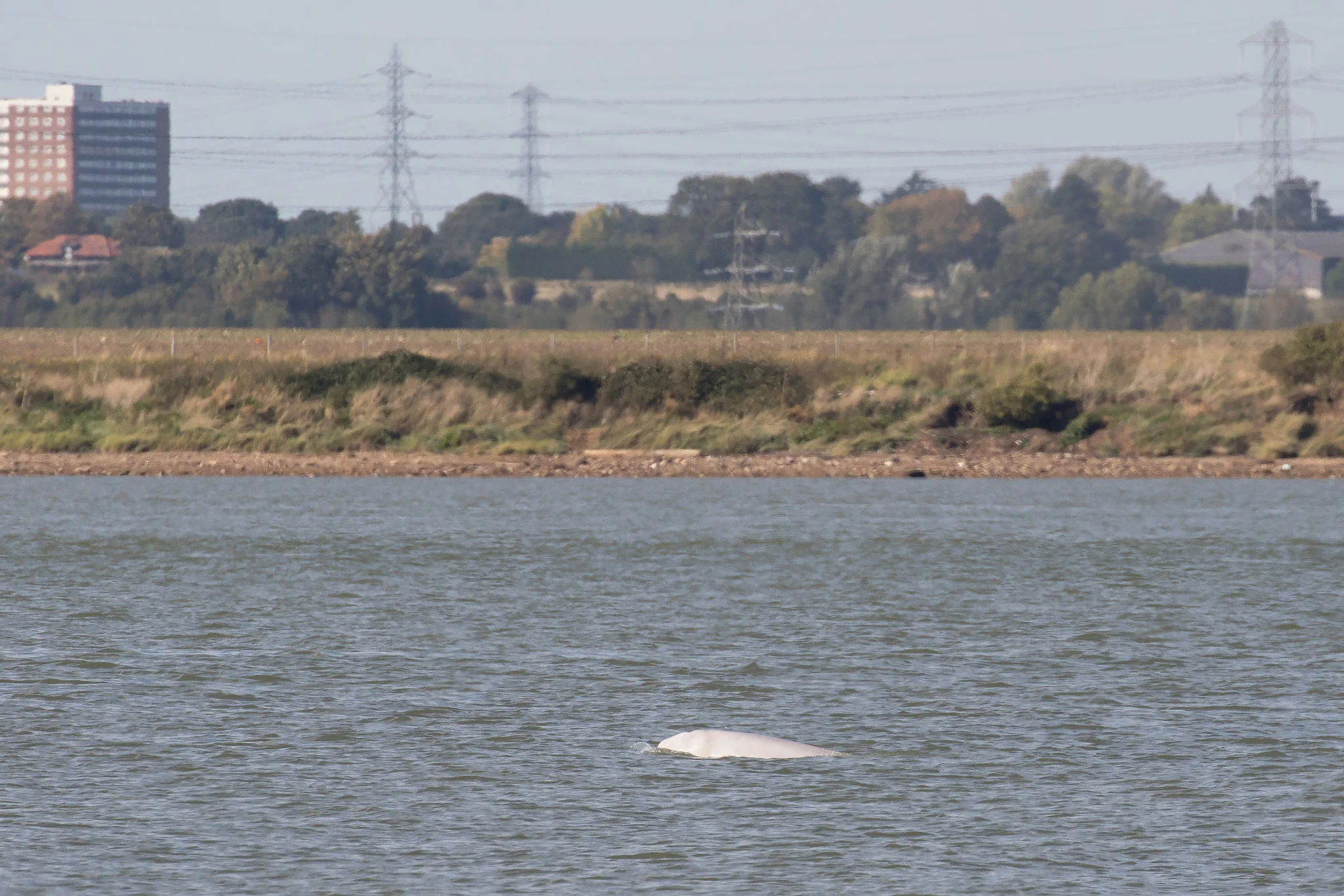 Details : Beluga Whale - BirdGuides
