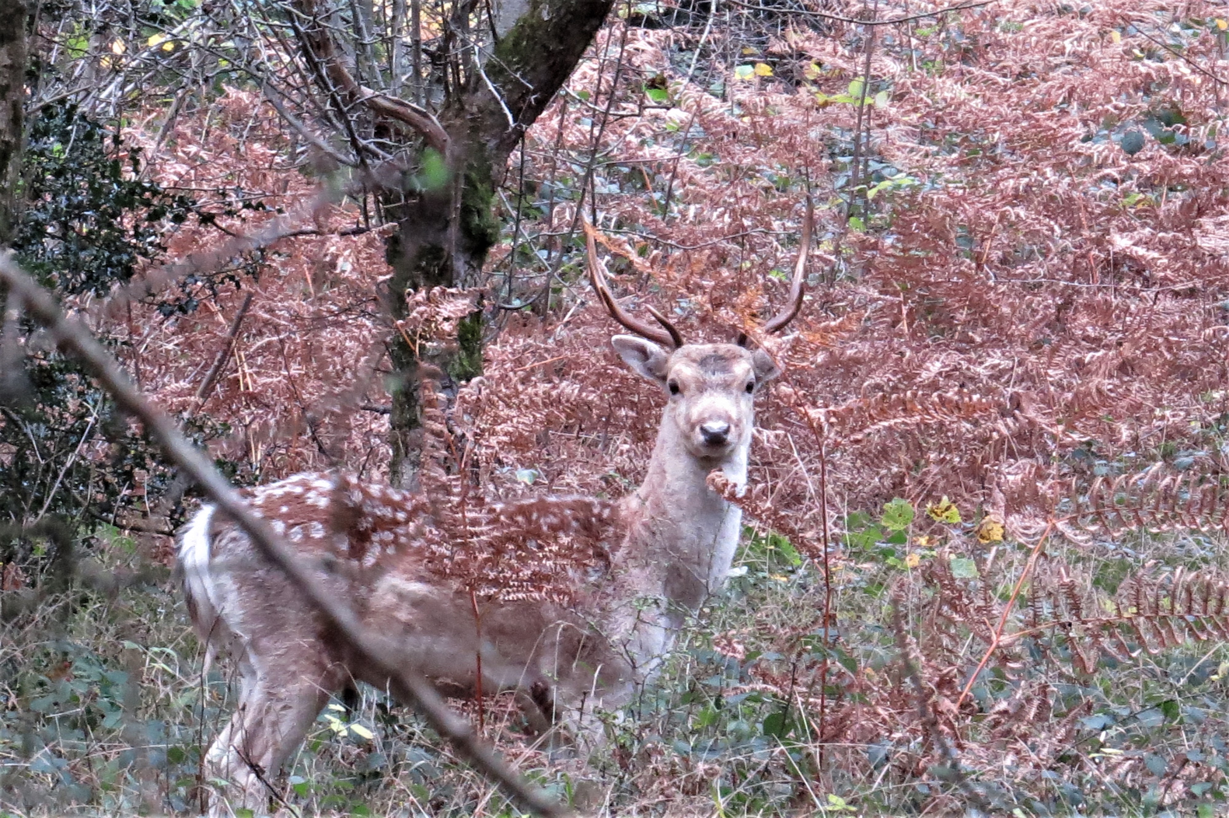 Fallow Deer by Irene Harrison - BirdGuides
