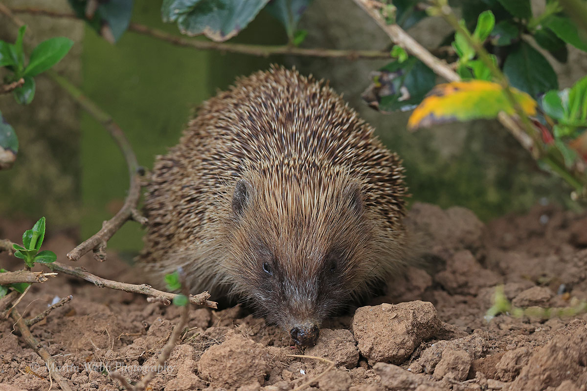 European Hedgehog by Martin Webb - BirdGuides