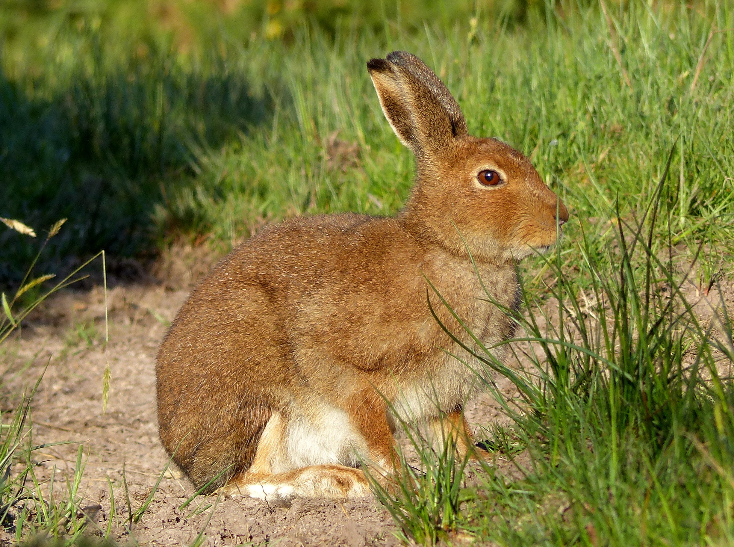 Irish Hare by Fionn Moore - BirdGuides