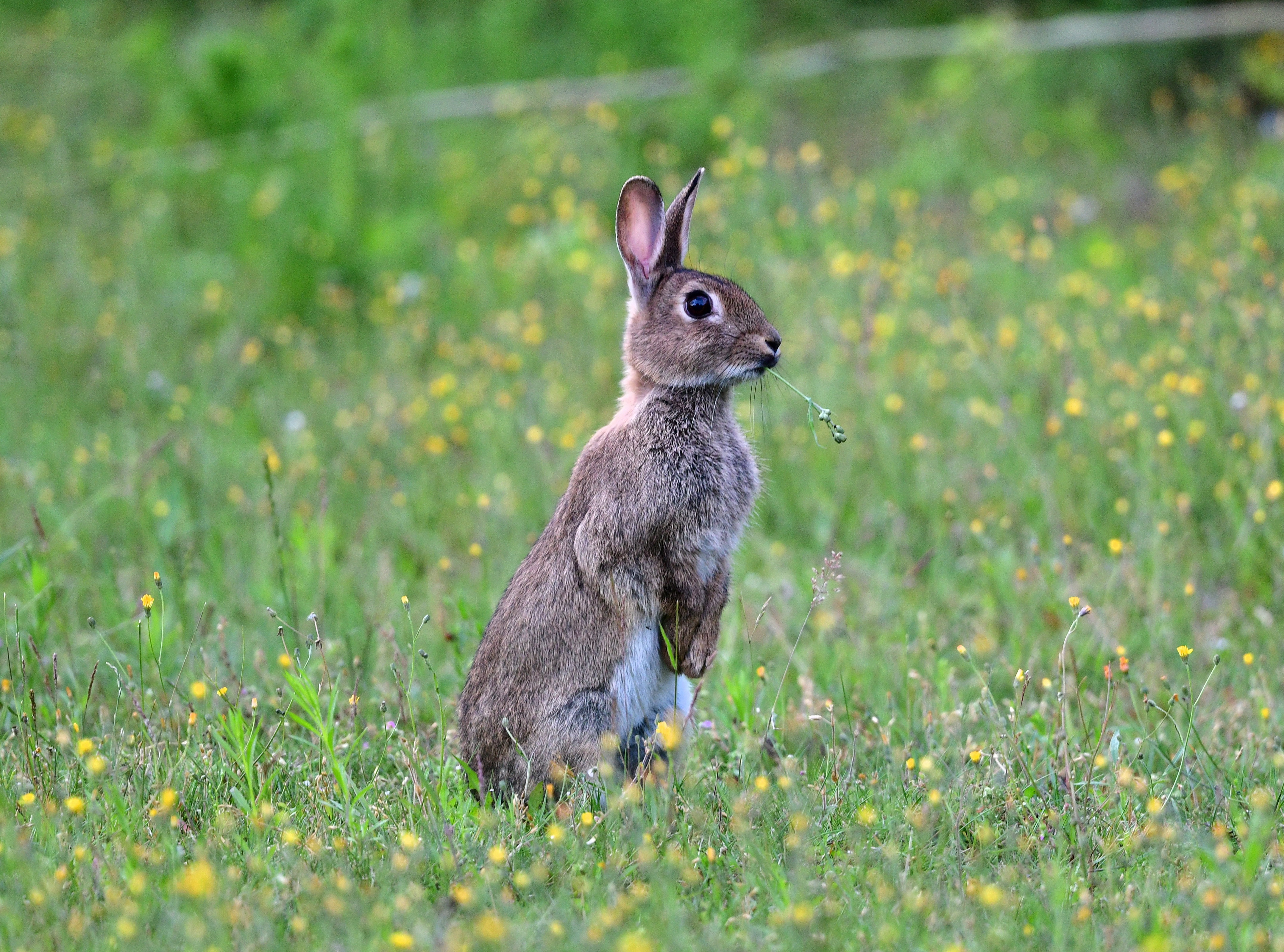 European Rabbit by Jane Rowe - BirdGuides