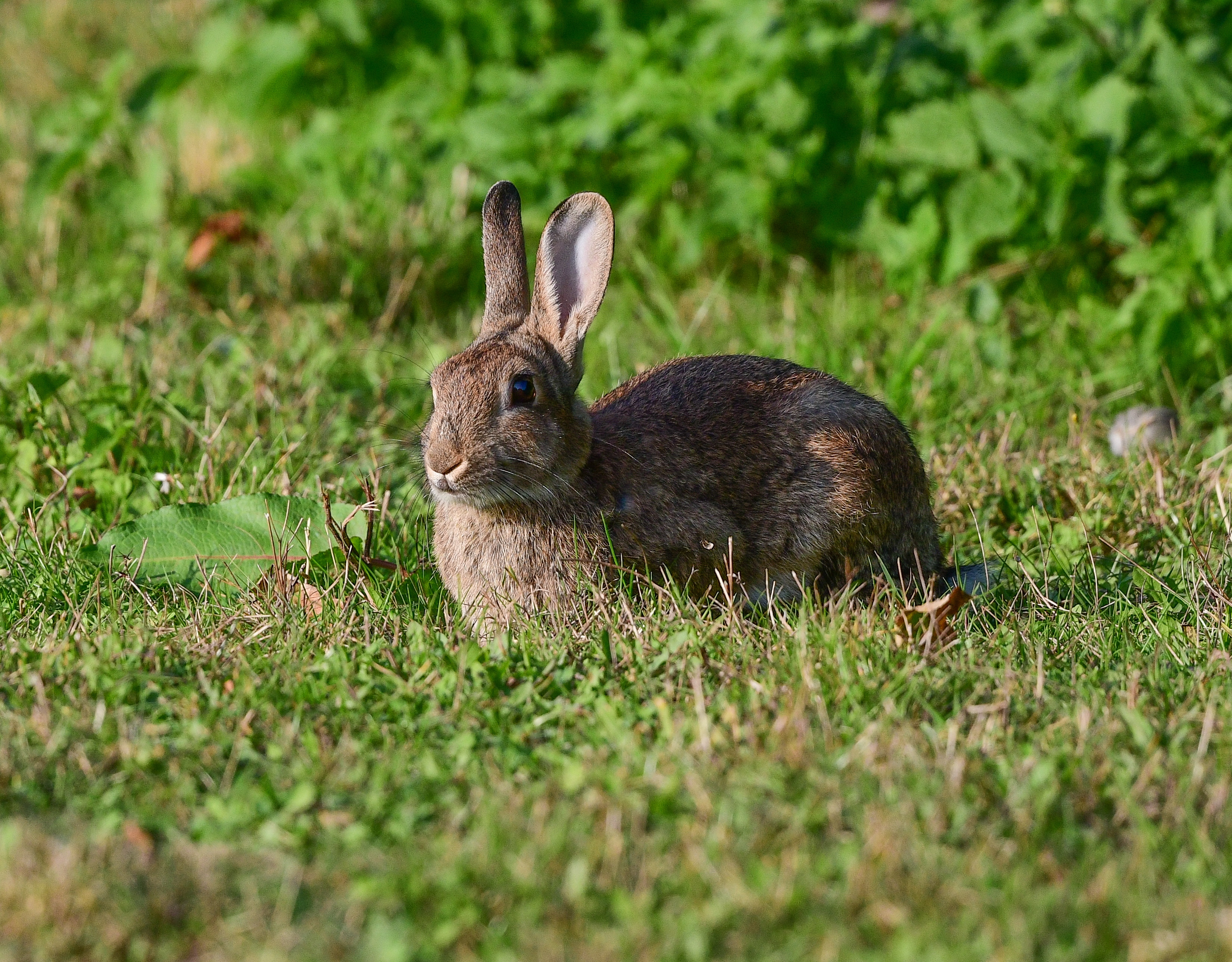 Details : European Rabbit - BirdGuides