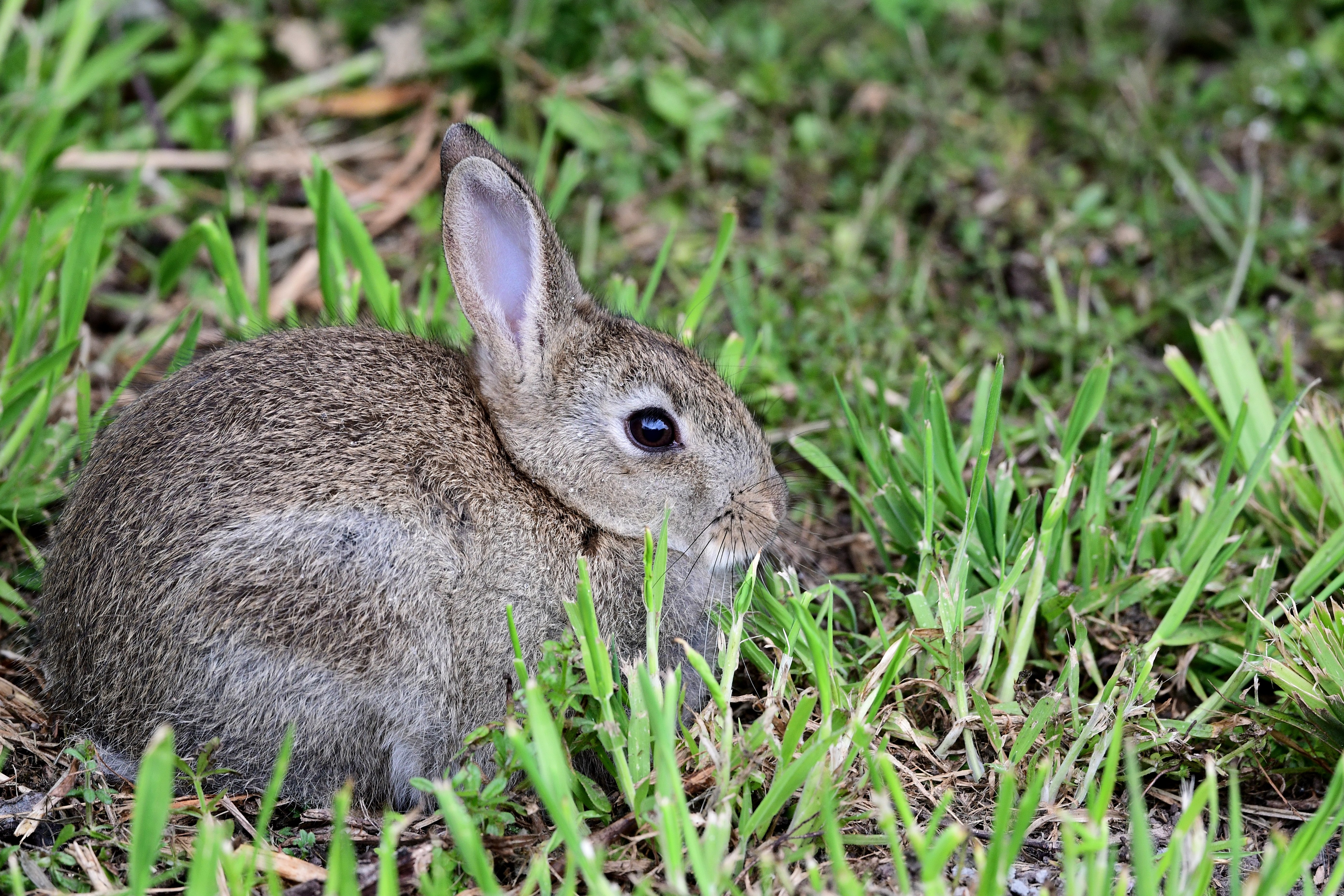 Details : European Rabbit - BirdGuides