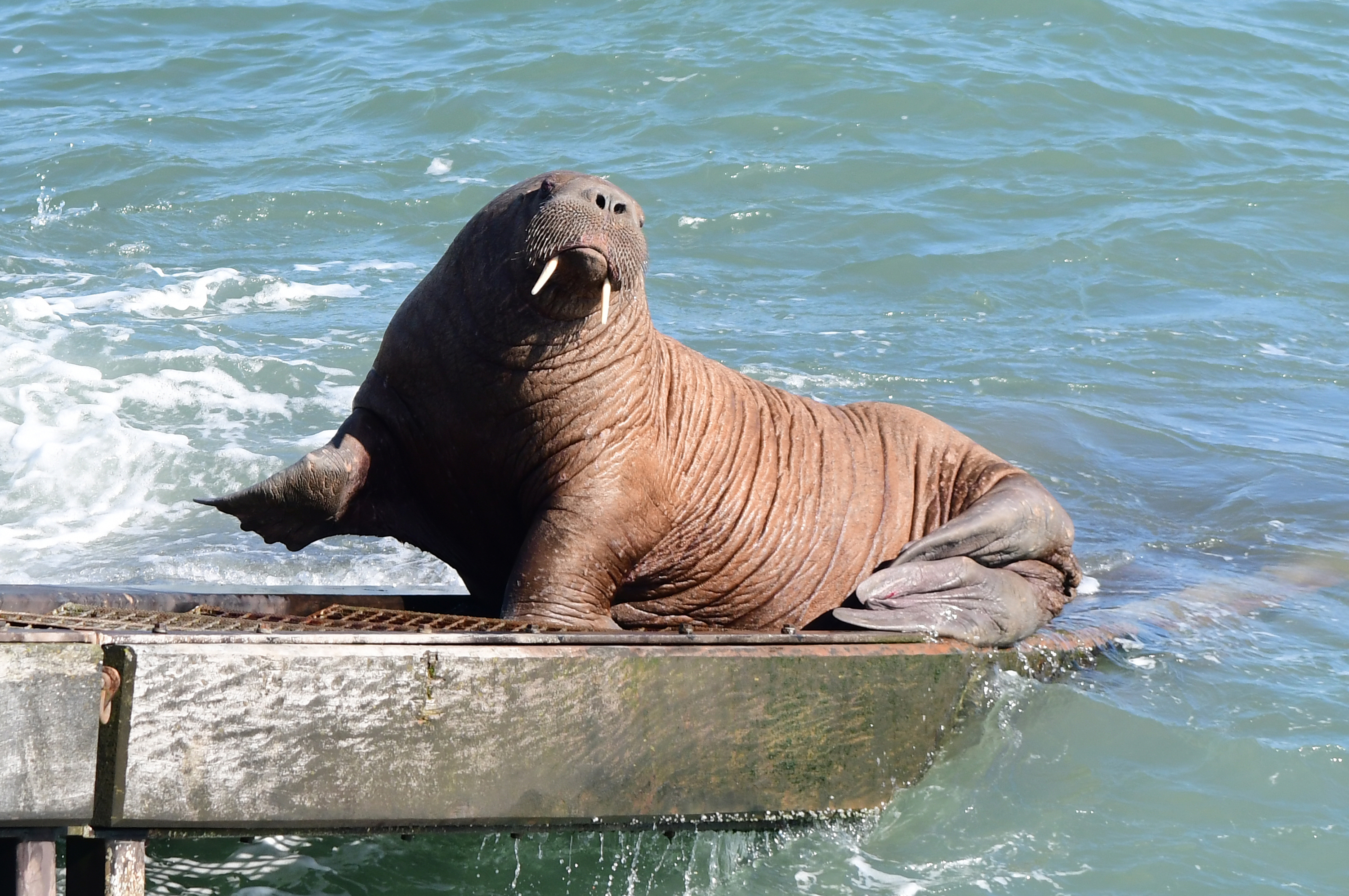 Walrus by Keith Roylance - BirdGuides