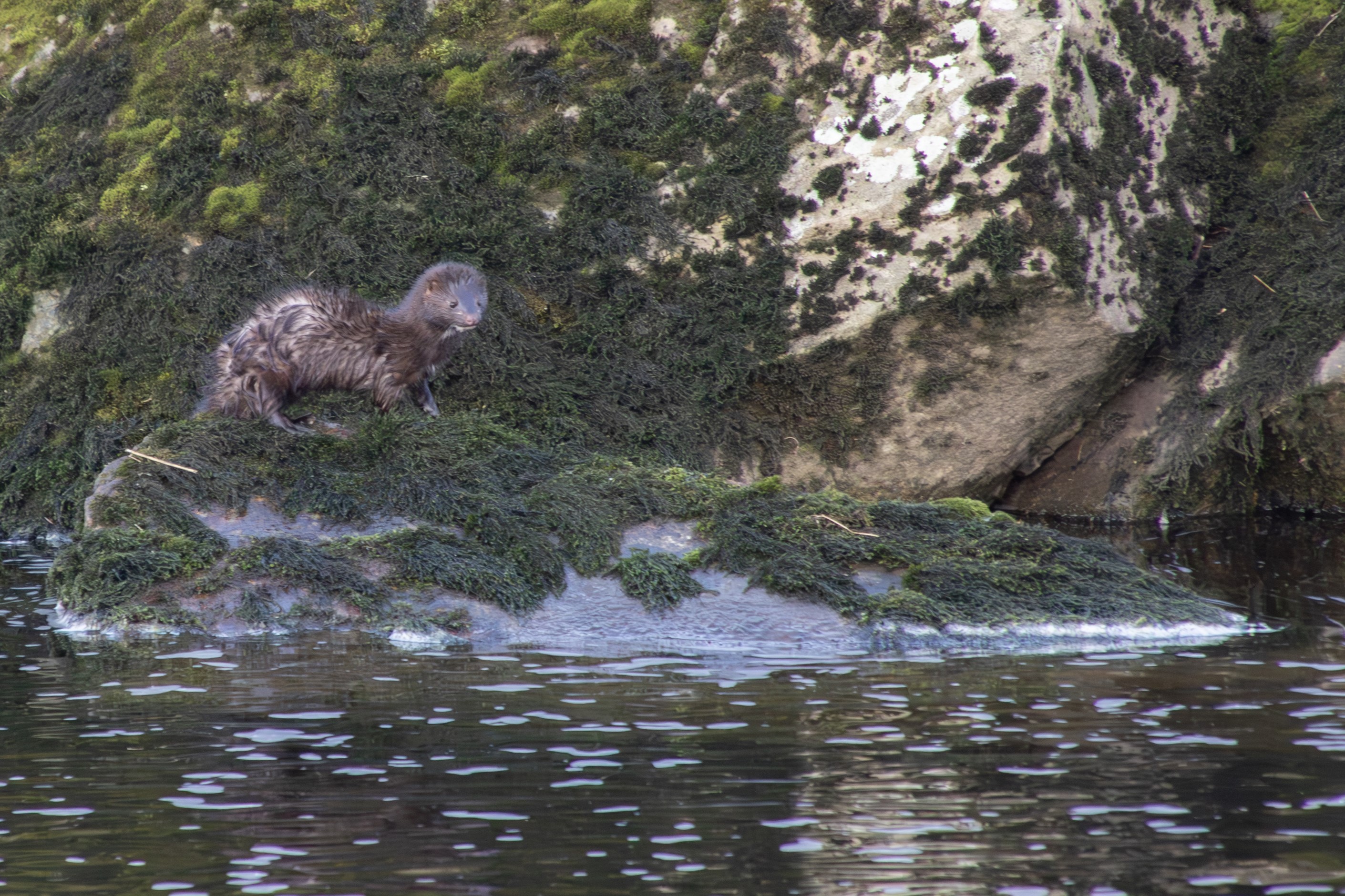 American Mink by Adrian Hardy - BirdGuides