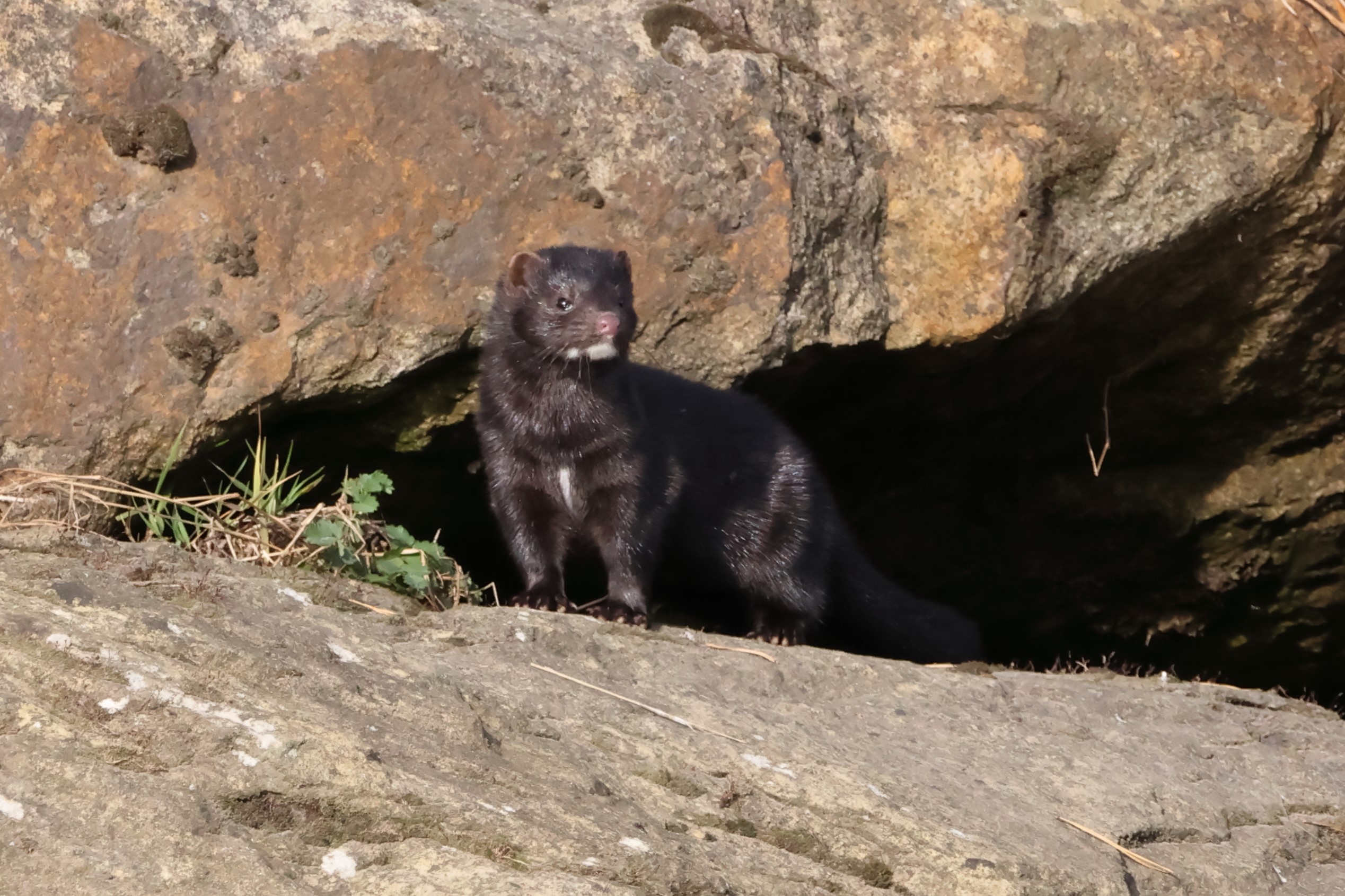 American Mink by Adrian Hardy - BirdGuides