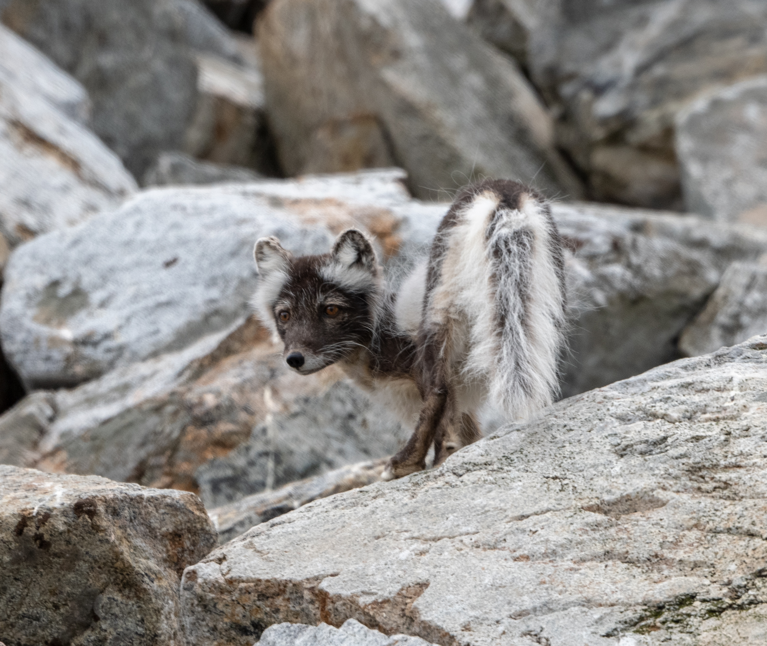 Arctic Fox by Bryn Parry - BirdGuides