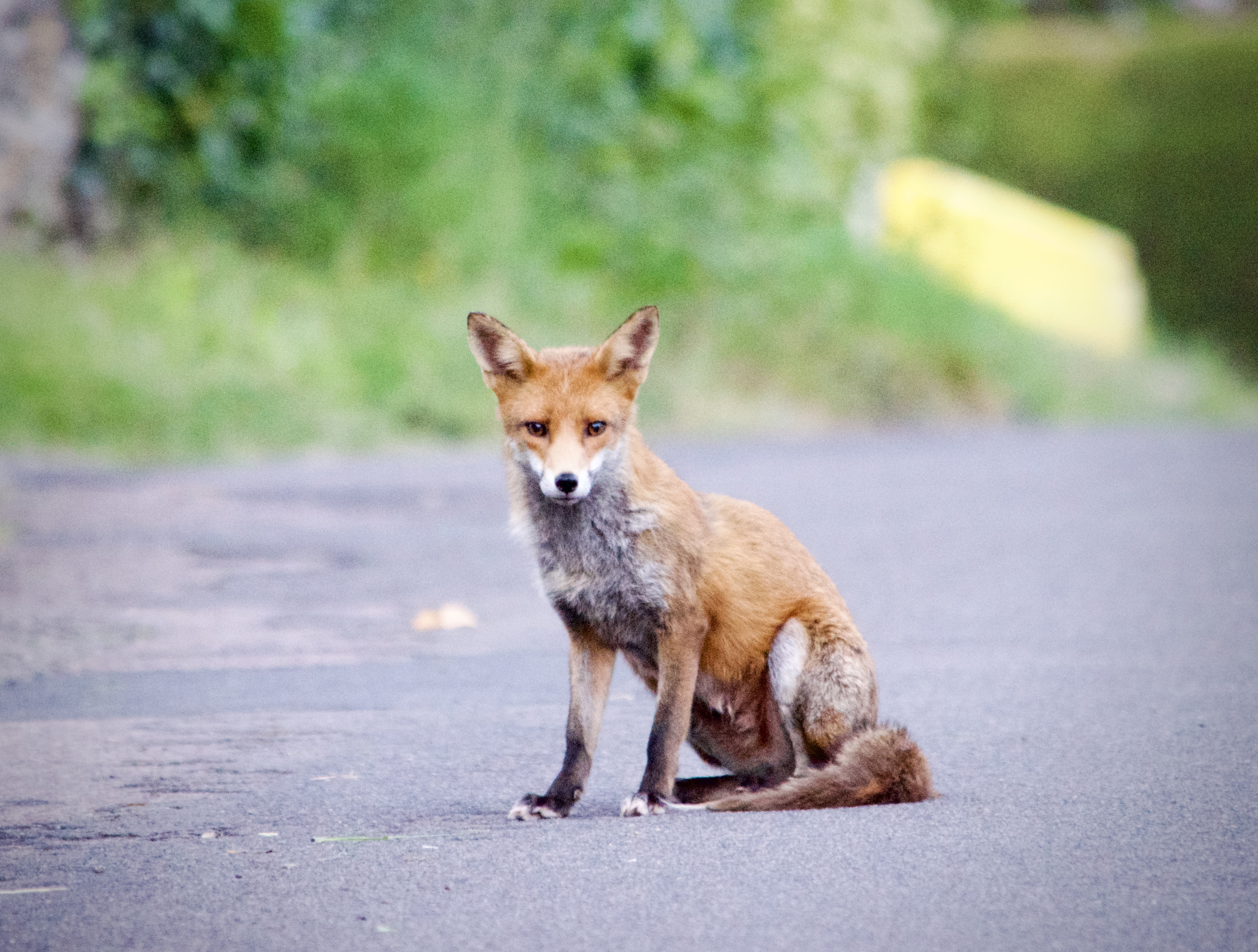 Red Fox by Paul Ferris - BirdGuides
