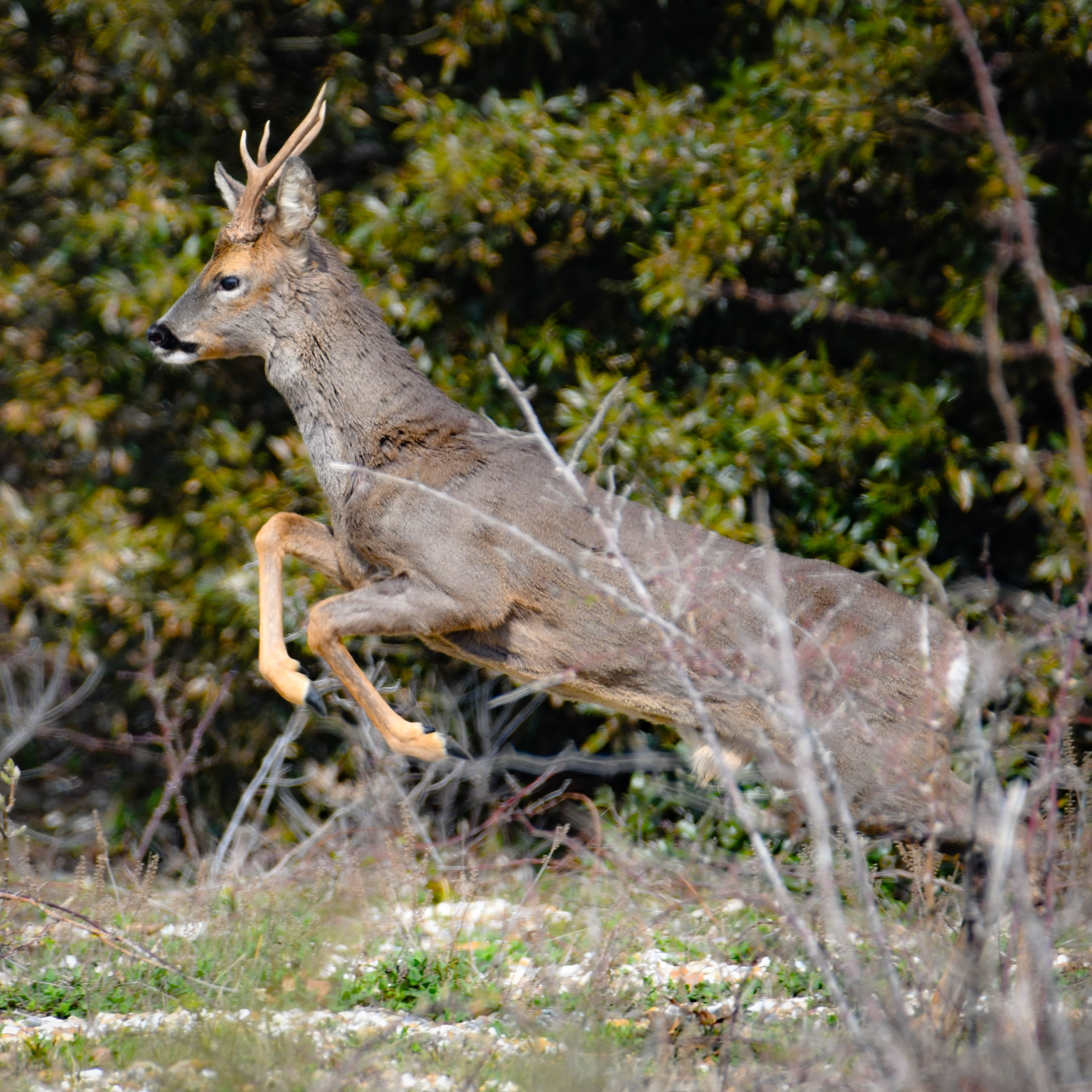 Roe Deer by Emma Butcher - BirdGuides