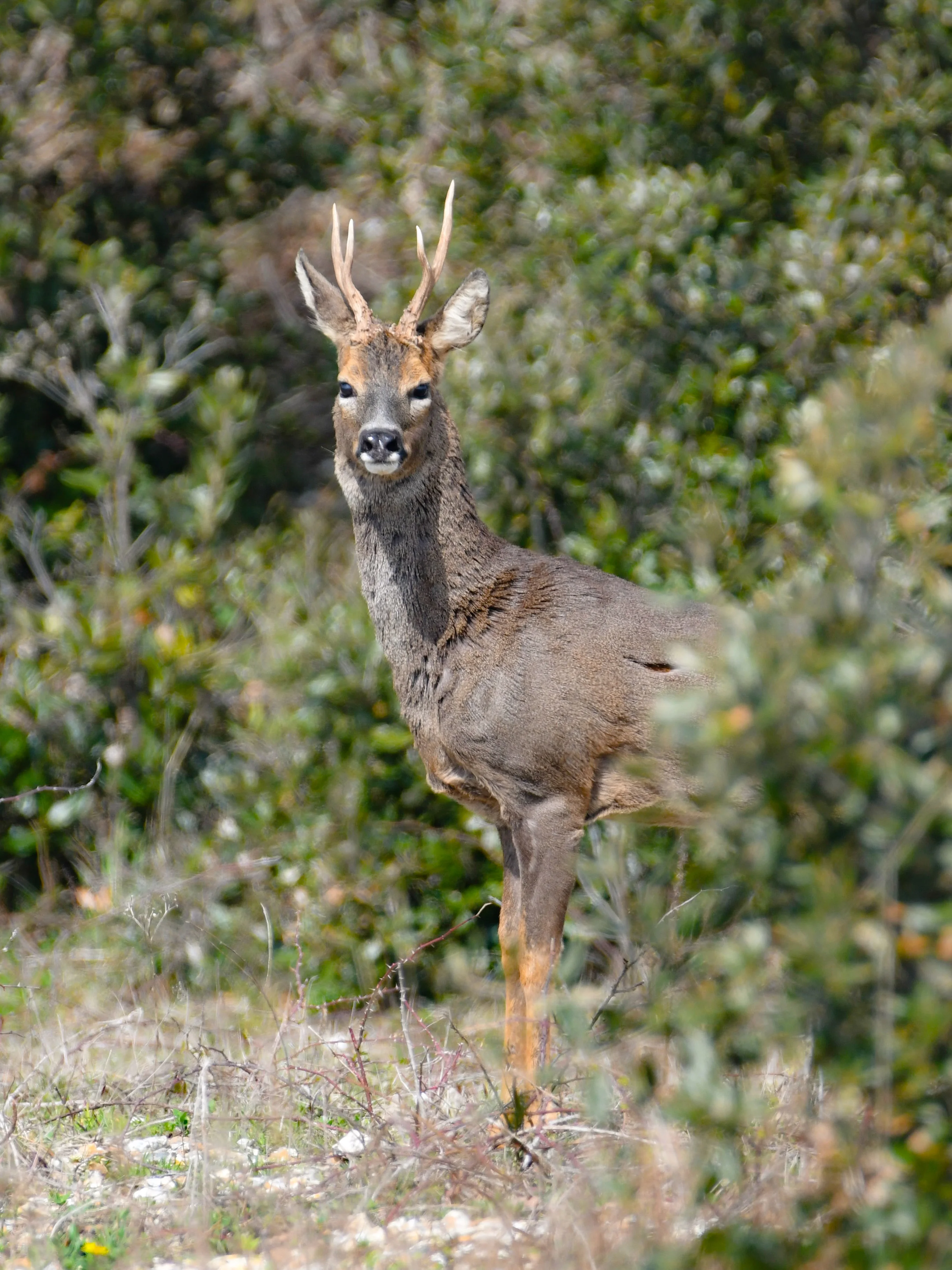 Details : Roe Deer - BirdGuides
