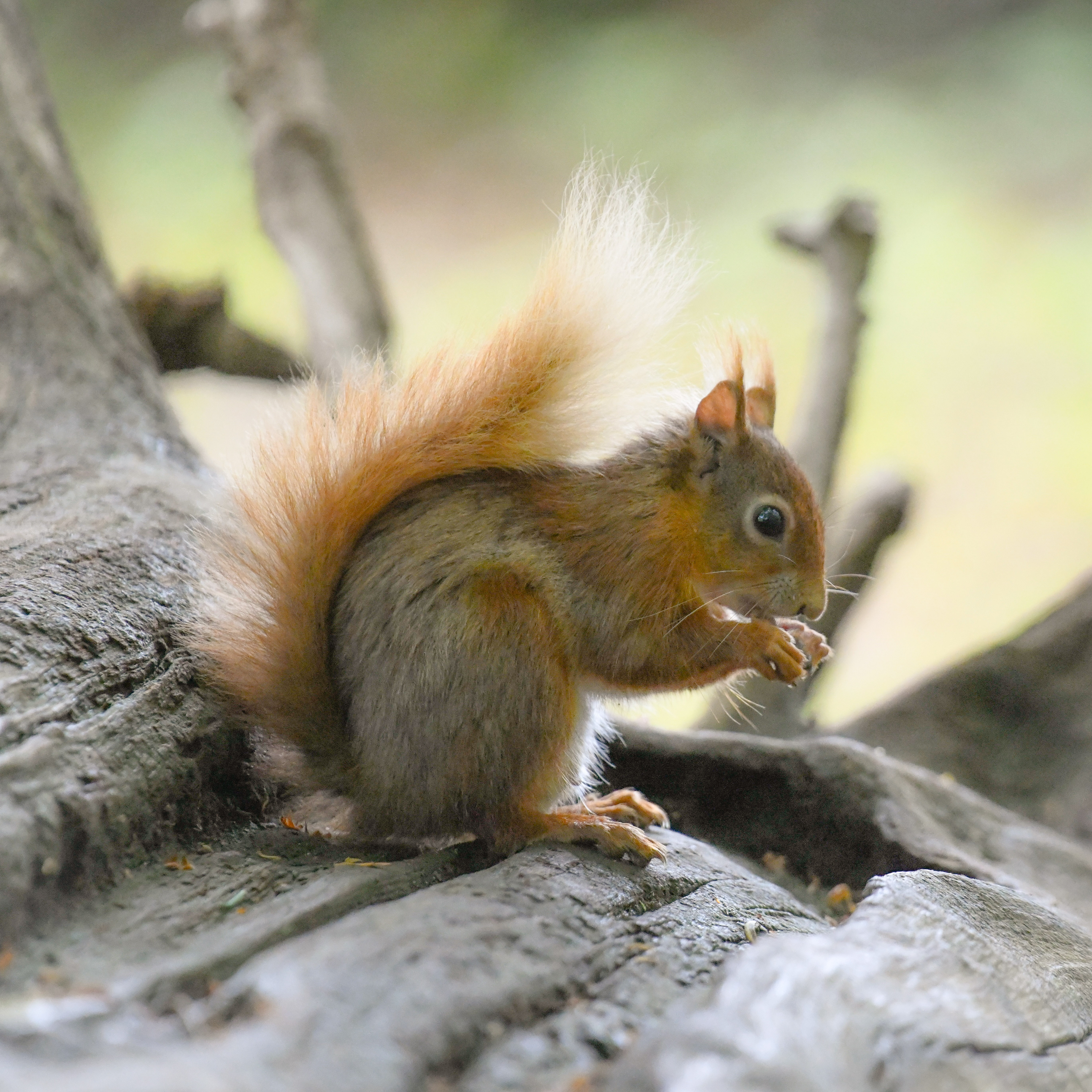 Red Squirrel by Emma Parkes - BirdGuides