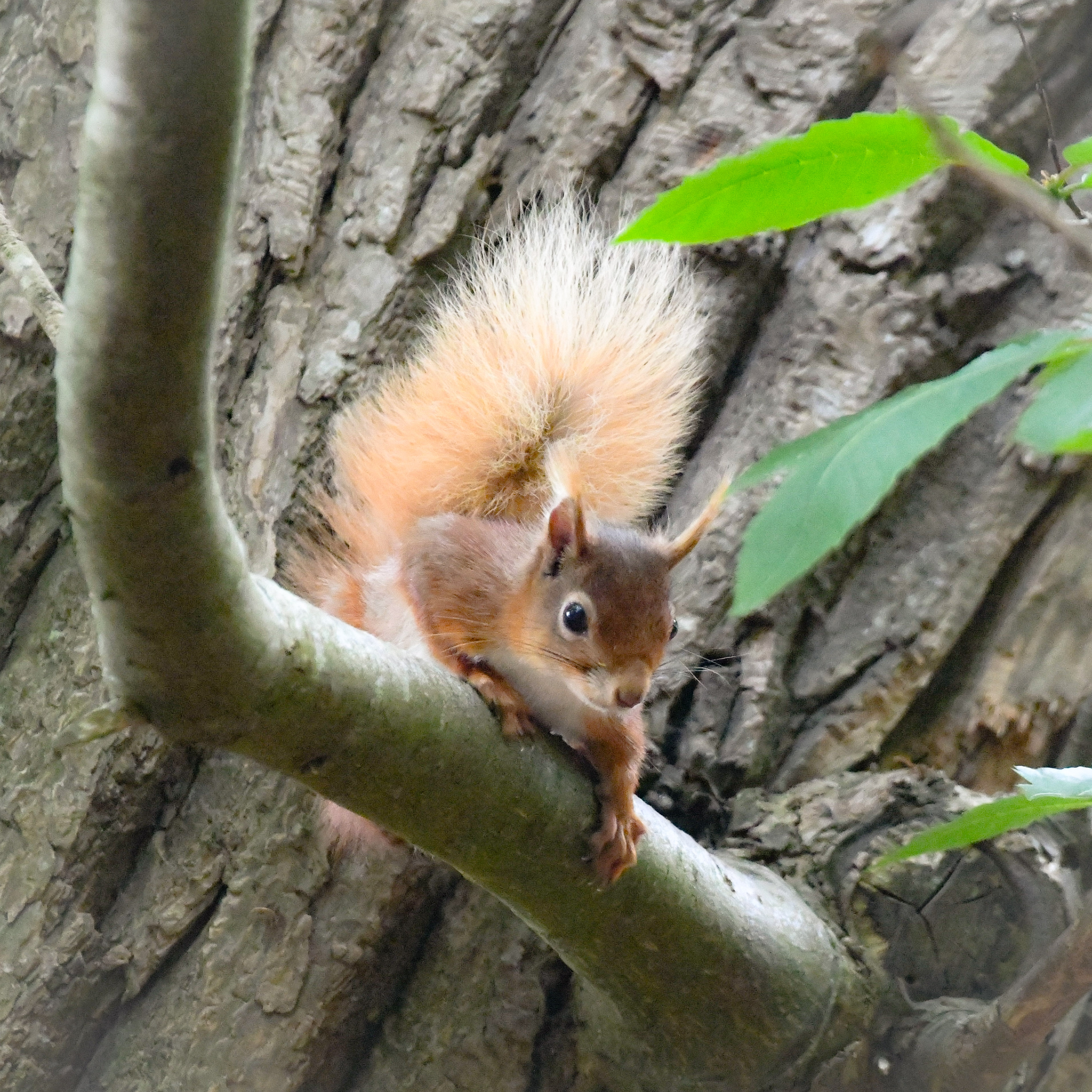 Red Squirrel by Emma Parkes - BirdGuides