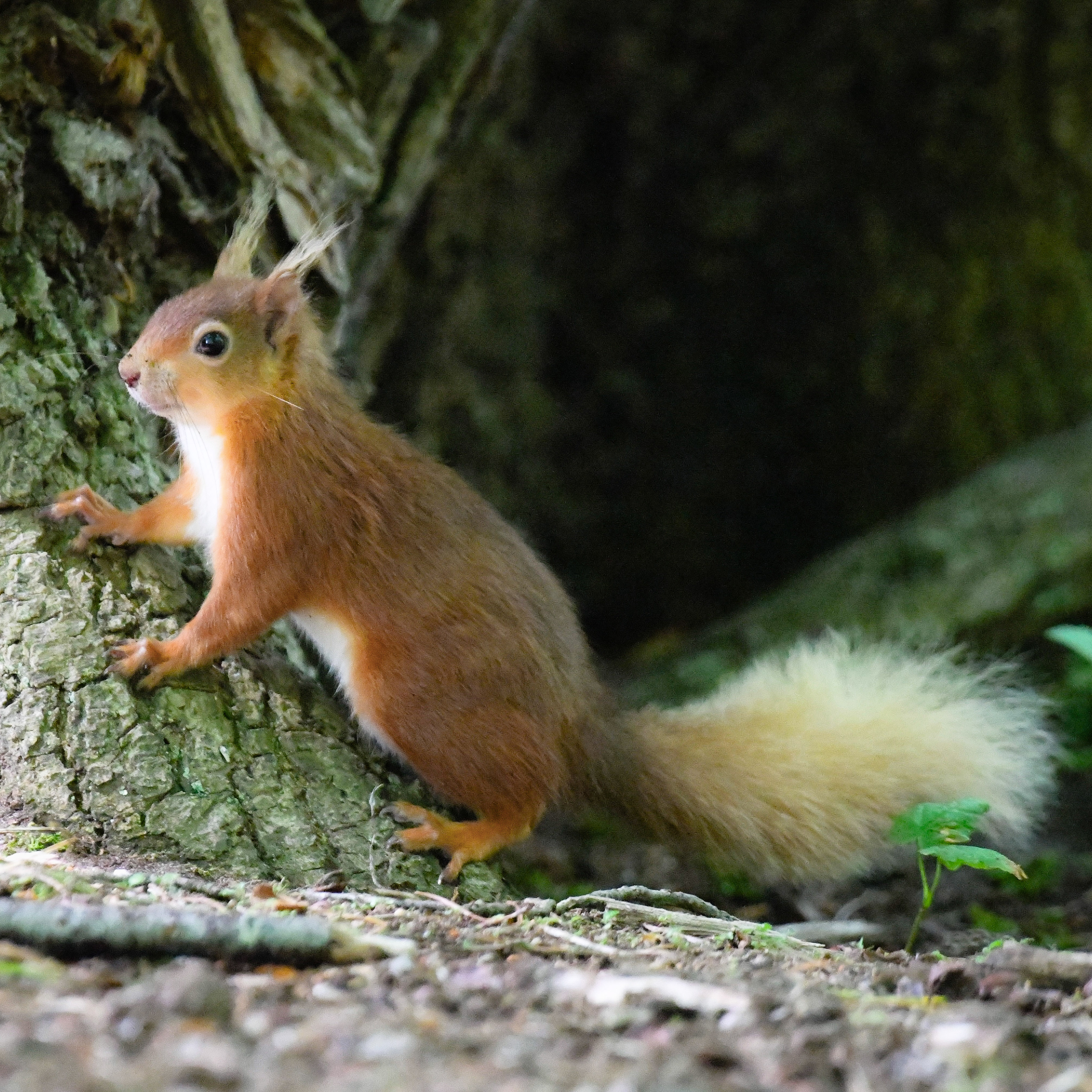 Red Squirrel by Emma Parkes - BirdGuides