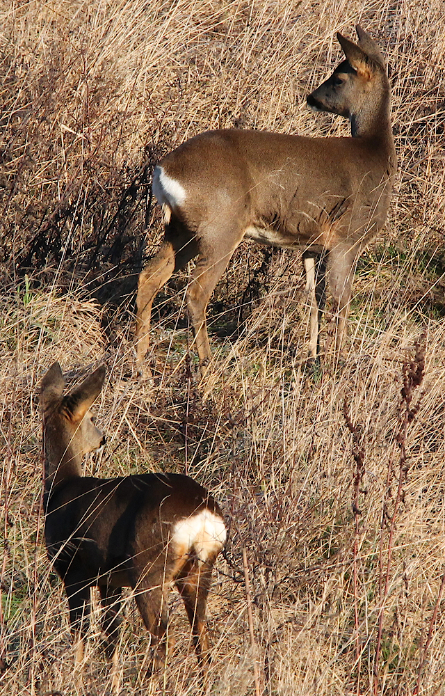 Roe Deer by David A Johnston - BirdGuides