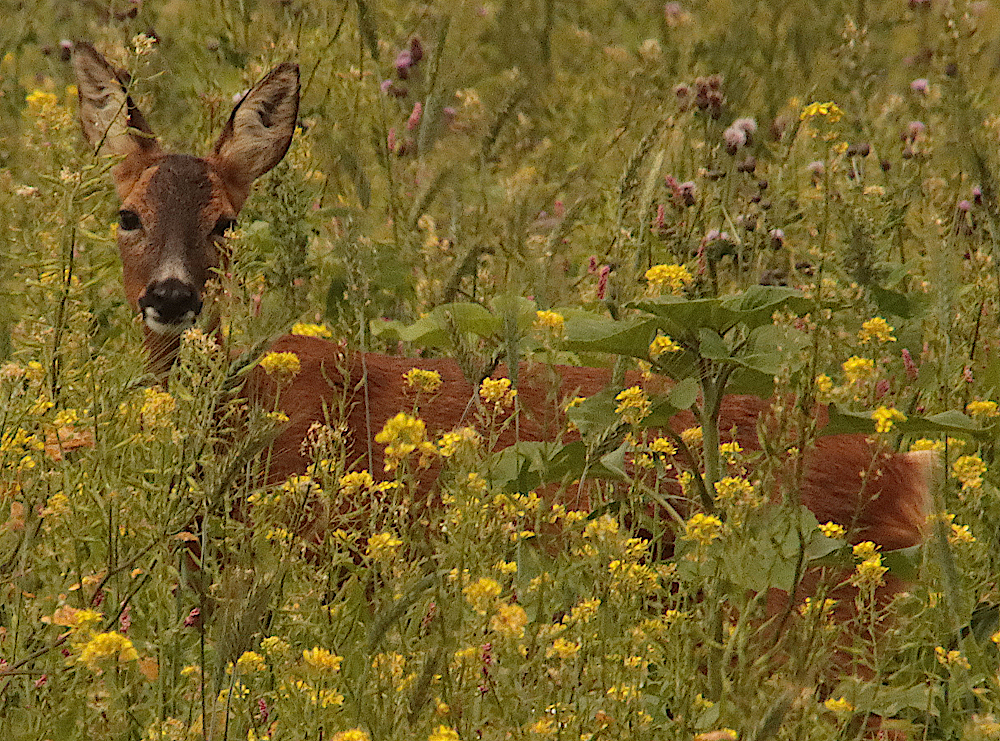 Roe Deer by David A Johnston - BirdGuides