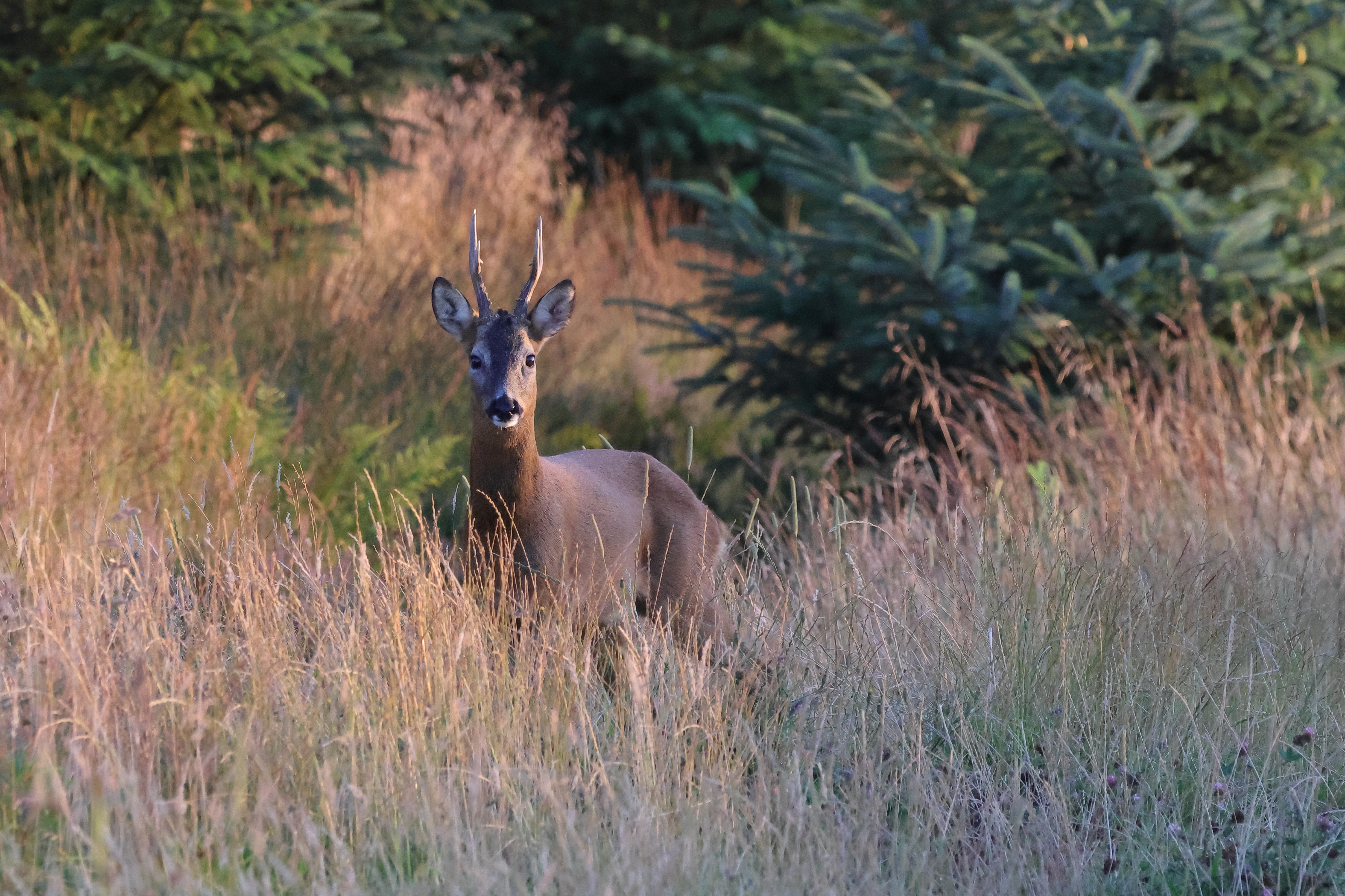 Roe Deer by Adrian Hardy - BirdGuides