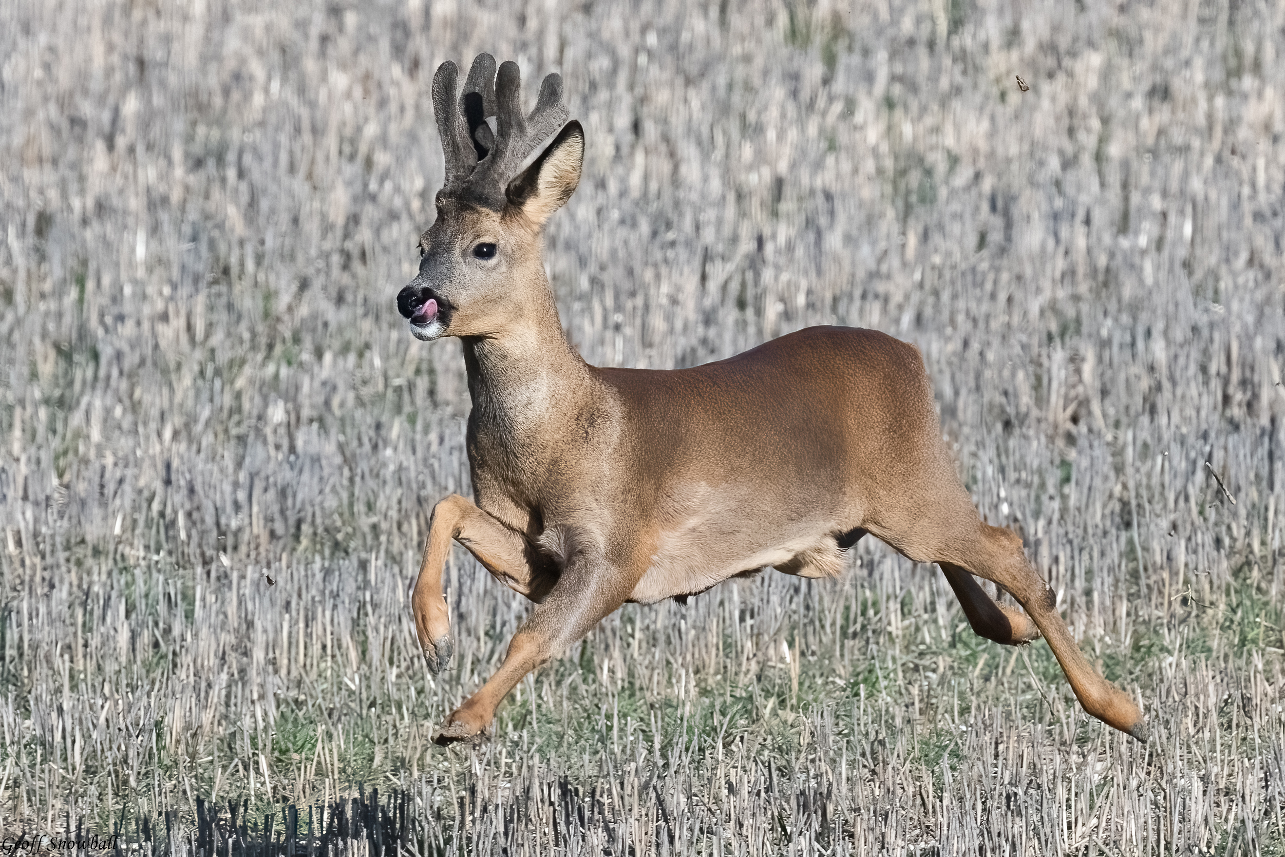 Roe Deer by Geoff Snowball - BirdGuides