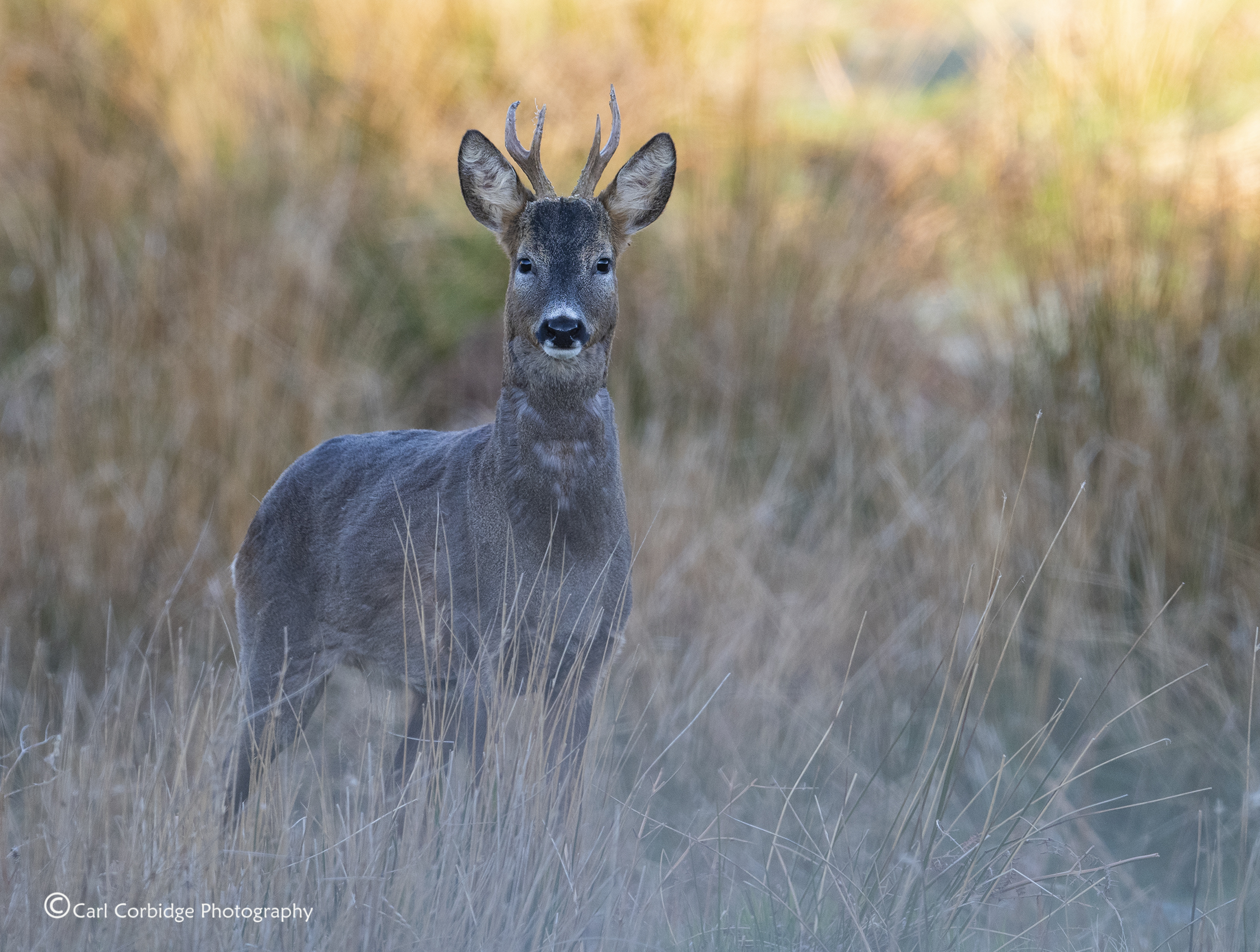 Roe Deer by Carl Corbidge - BirdGuides