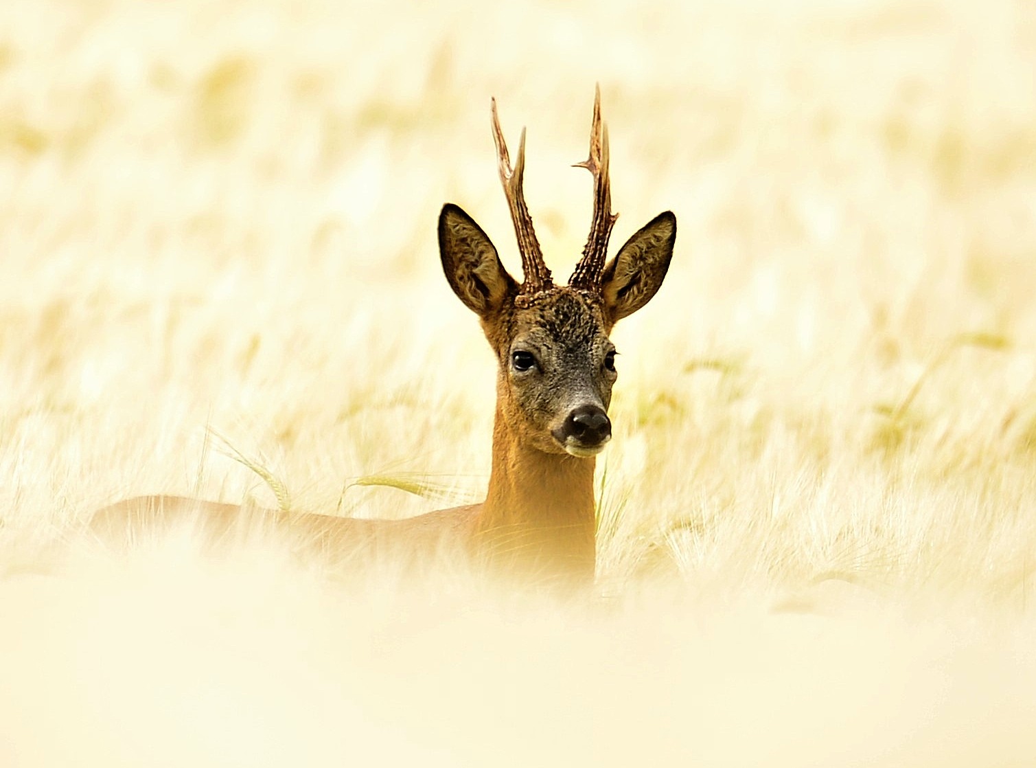 Details : Roe Deer - BirdGuides