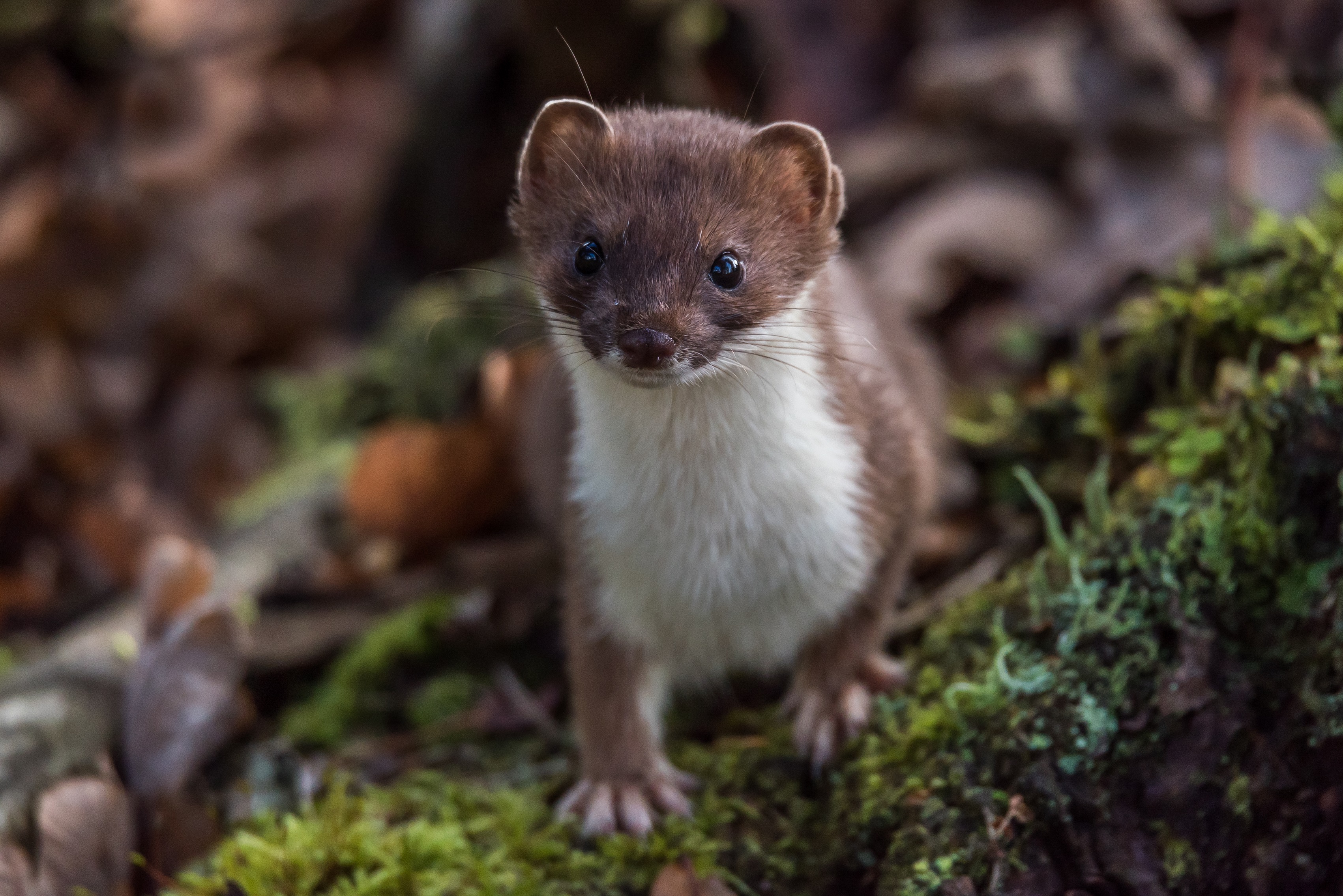 Stoat by John Hogg - BirdGuides