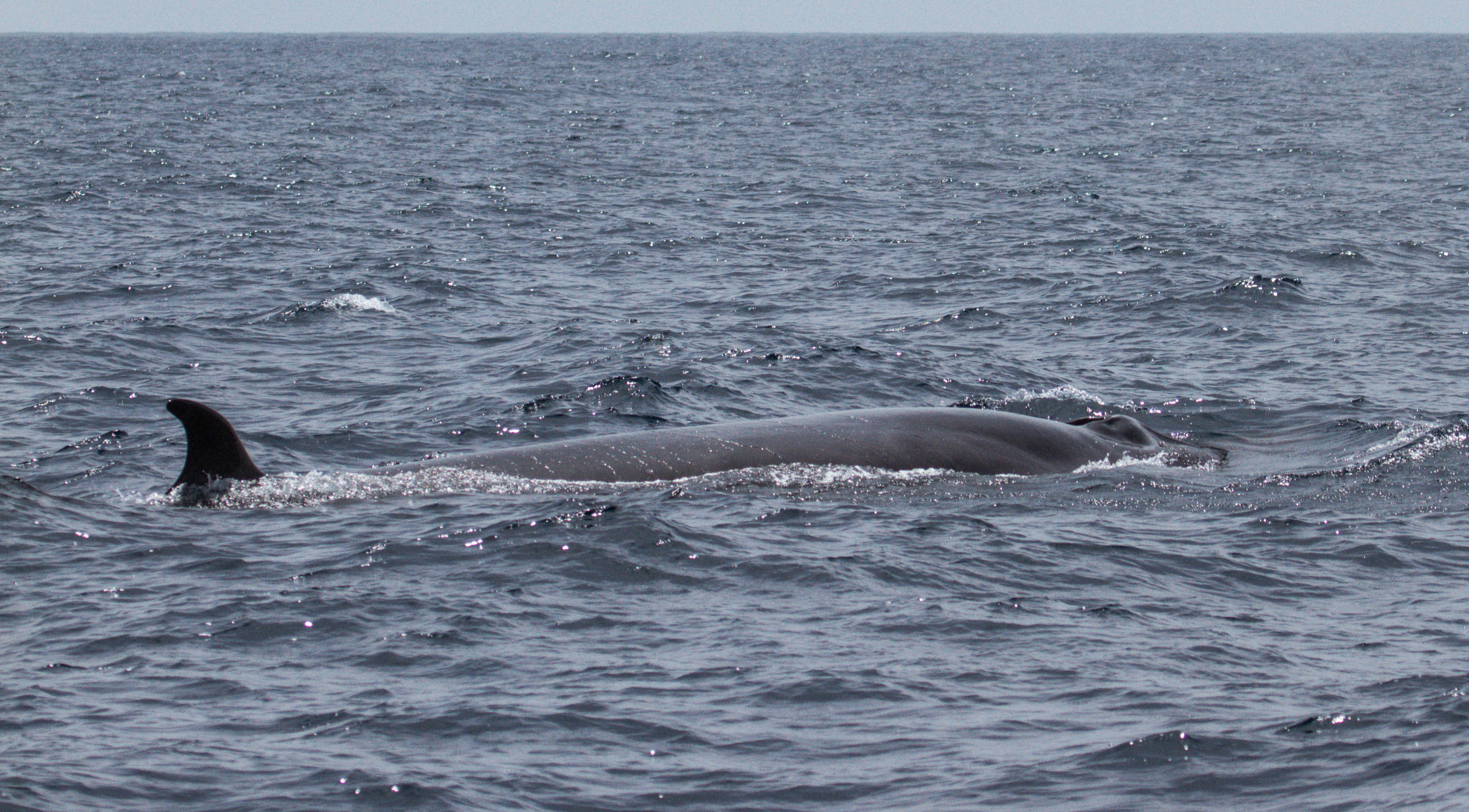 Details : Sei Whale - BirdGuides