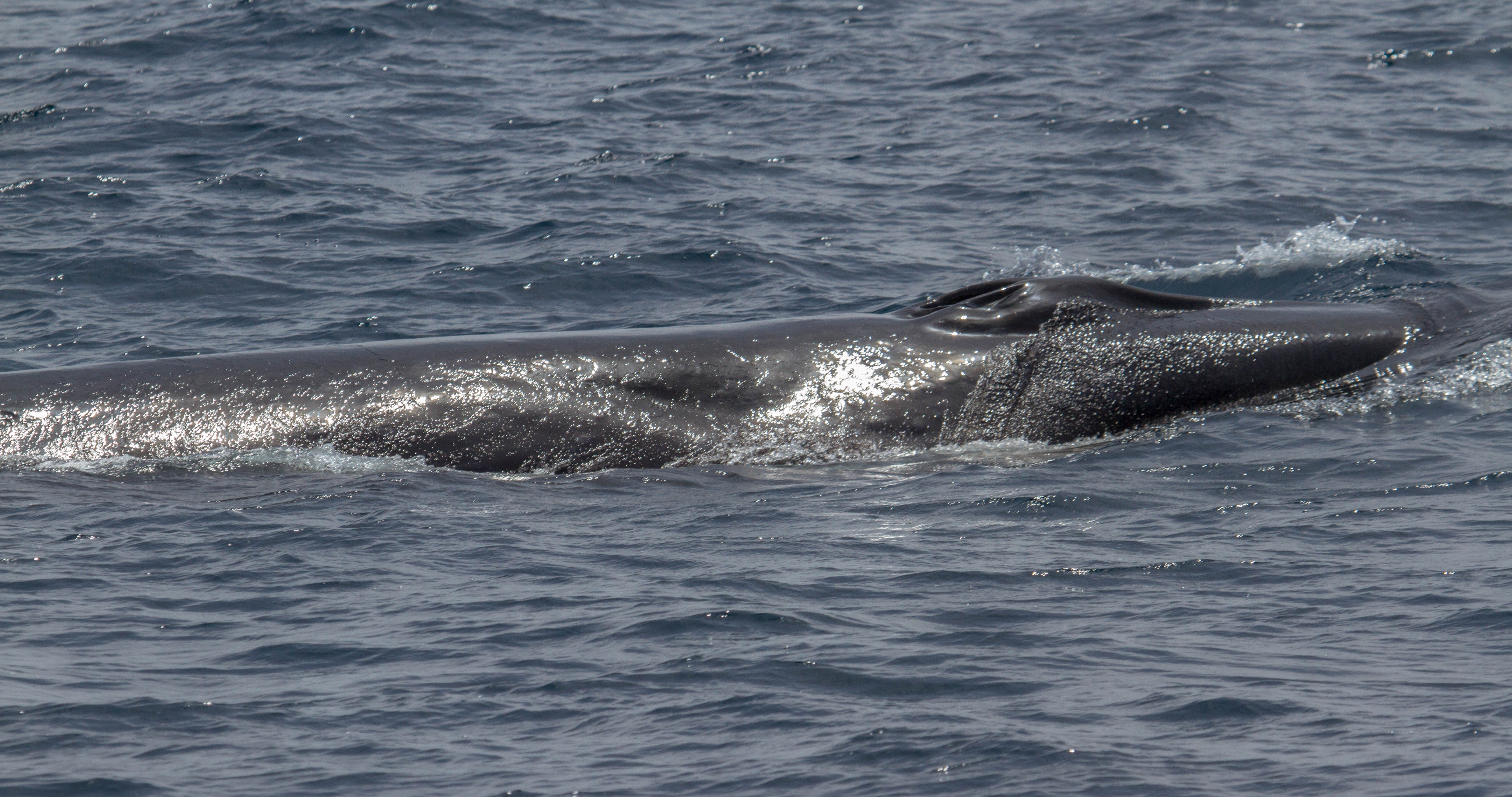 Details : Sei Whale - BirdGuides