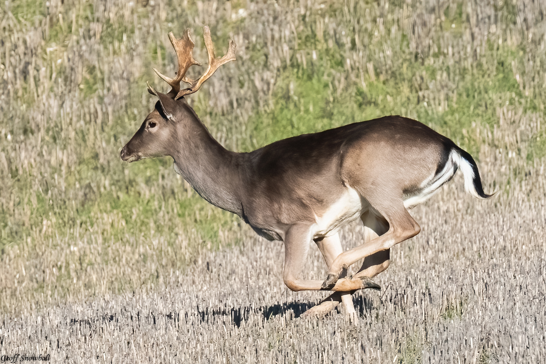 Sika Deer by Geoff Snowball - BirdGuides