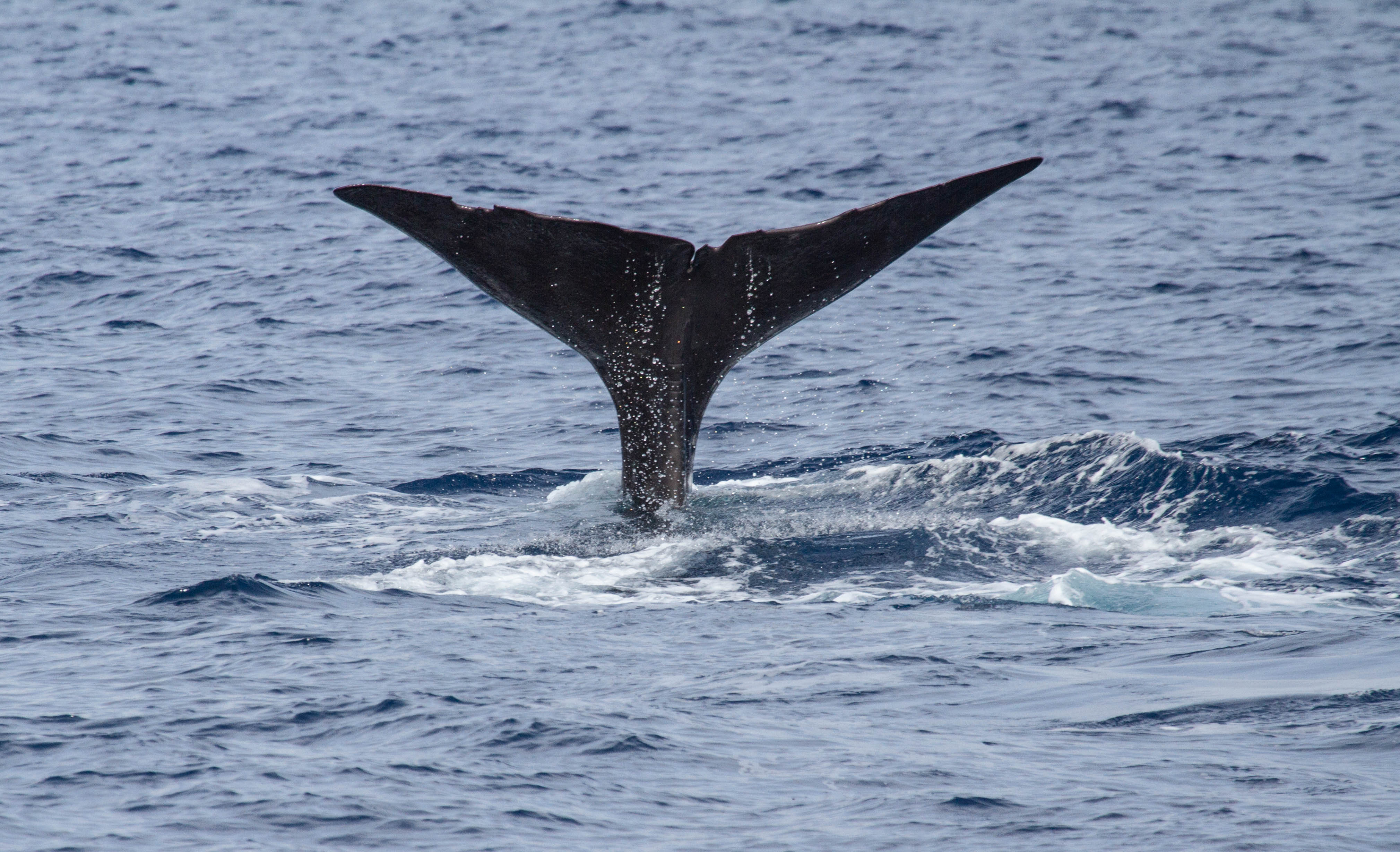 Details : Sperm Whale - BirdGuides