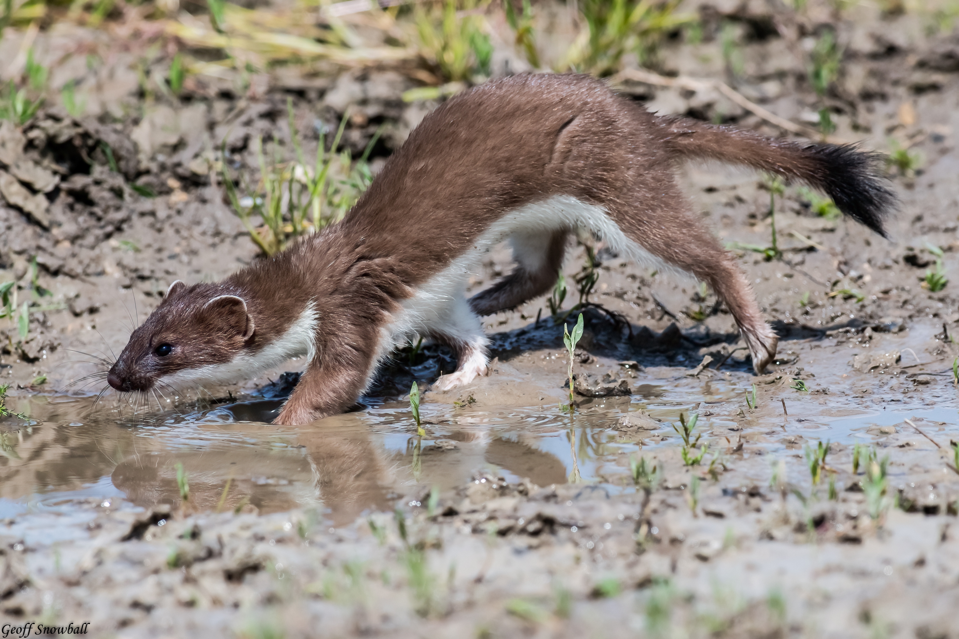 Stoat by Geoff Snowball - BirdGuides
