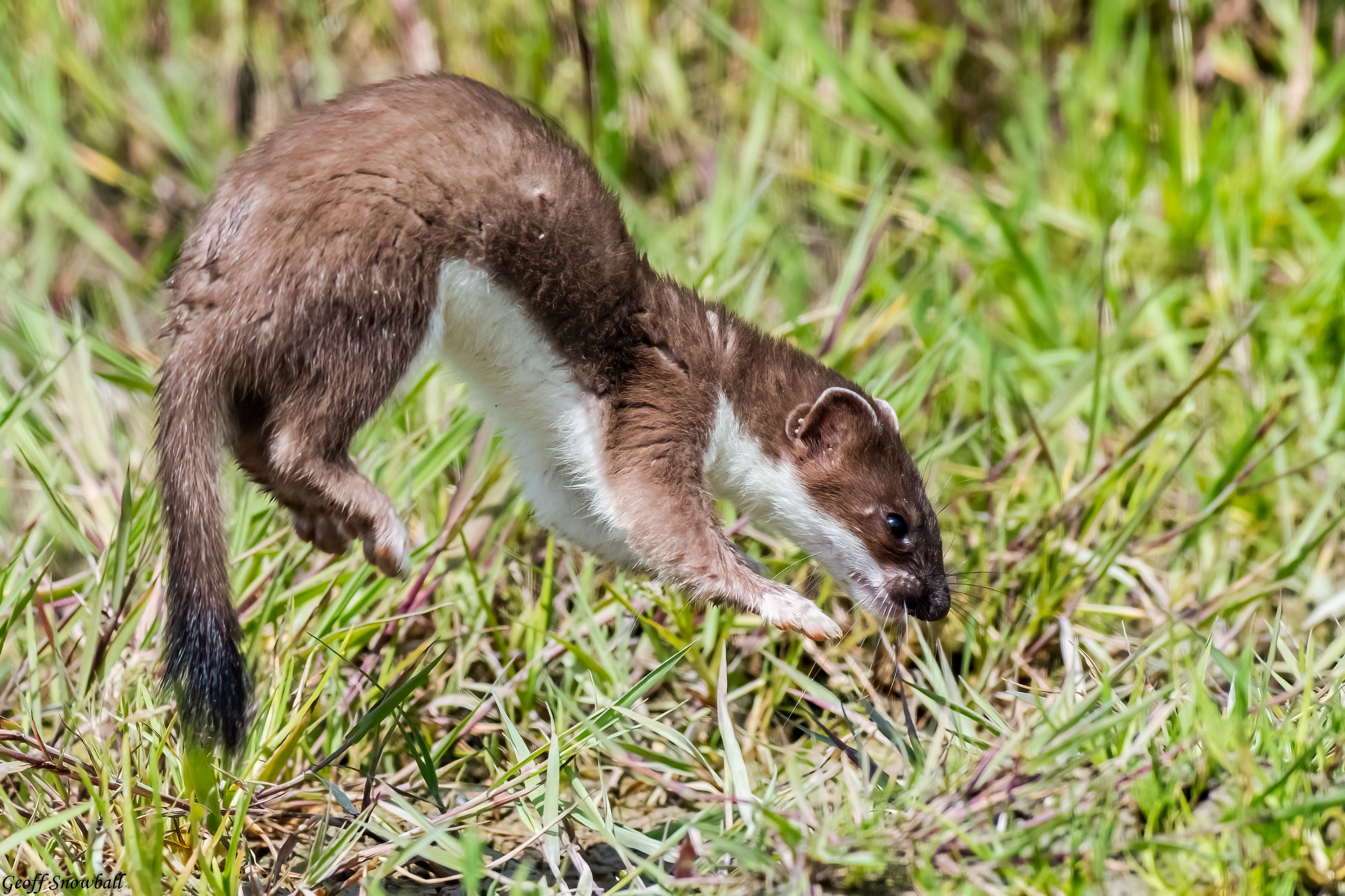 Stoat by Geoff Snowball - BirdGuides