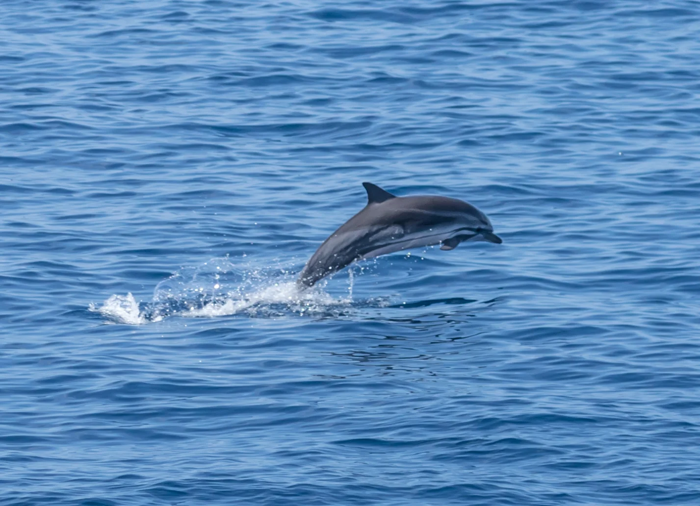 Details : Striped Dolphin - BirdGuides