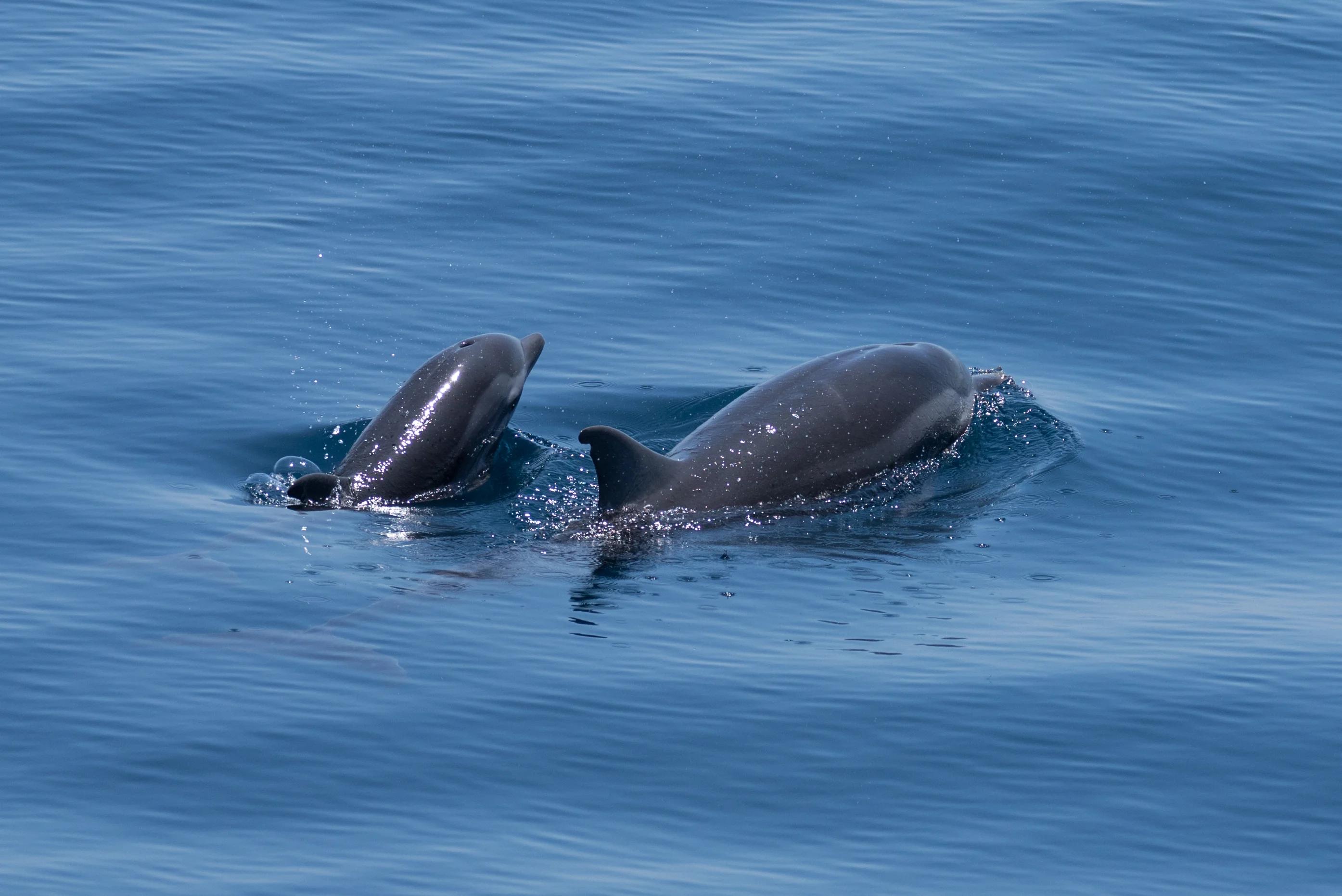 Details : Striped Dolphin - BirdGuides