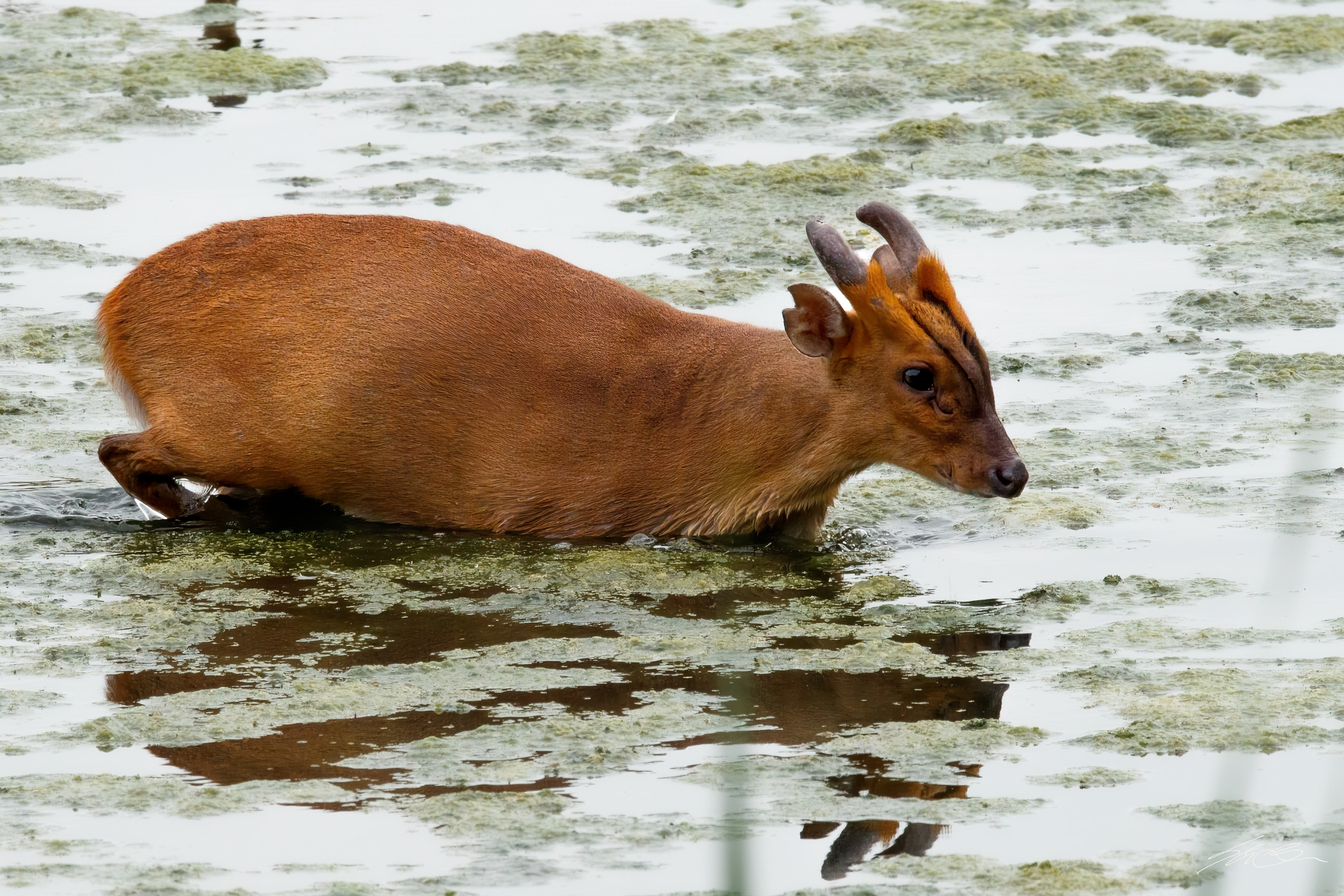 Reeves' Muntjac by Steven Brown - BirdGuides