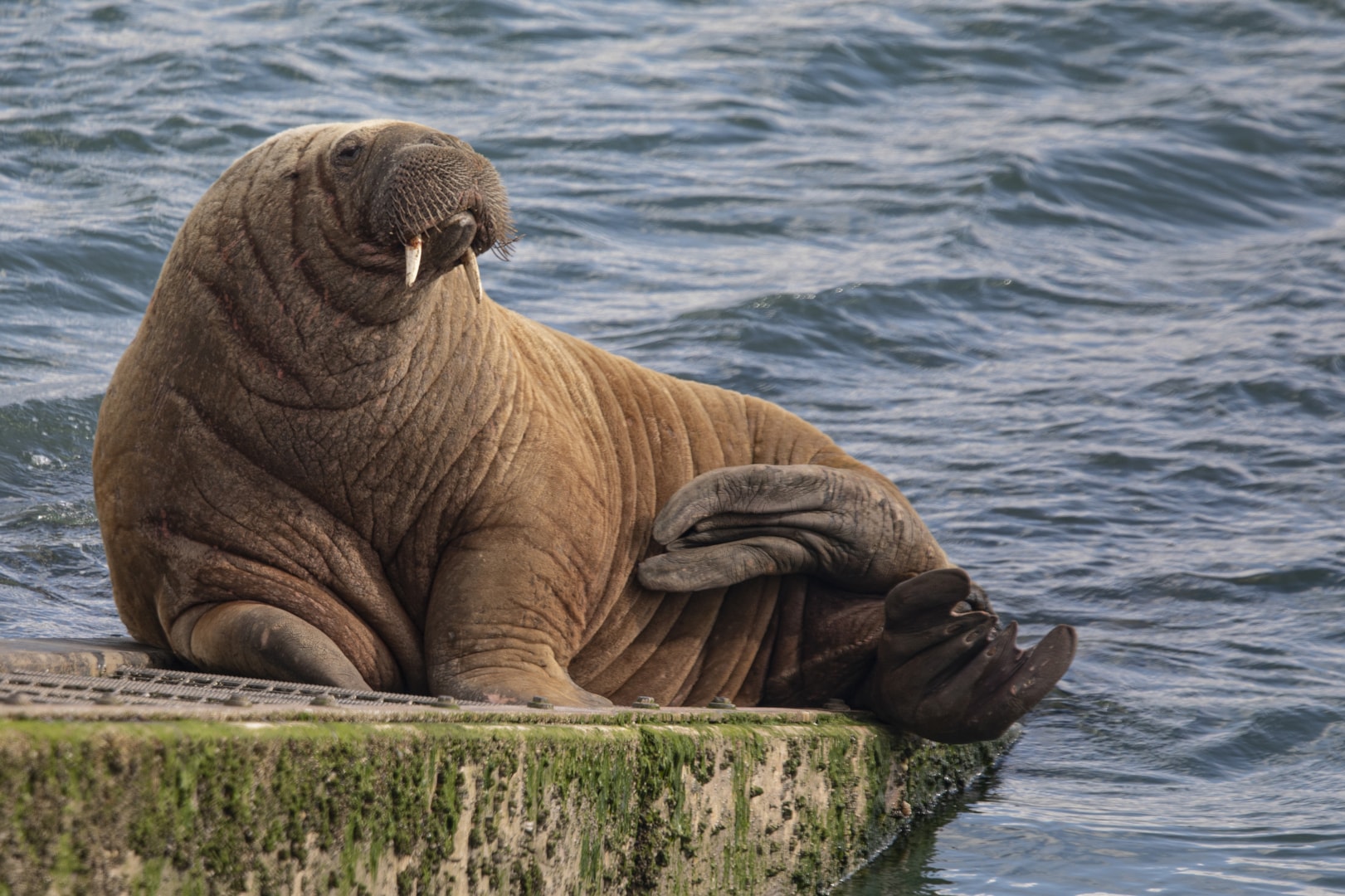 Walrus by Neil Hughes - BirdGuides