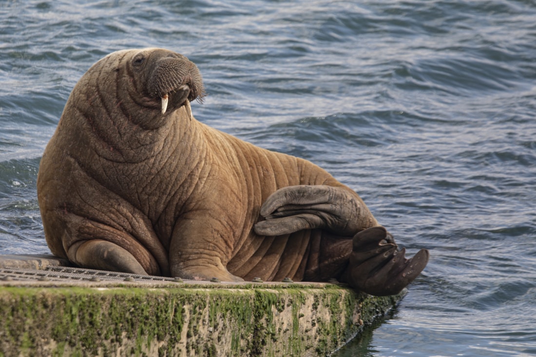 Walrus by Neil Hughes - BirdGuides