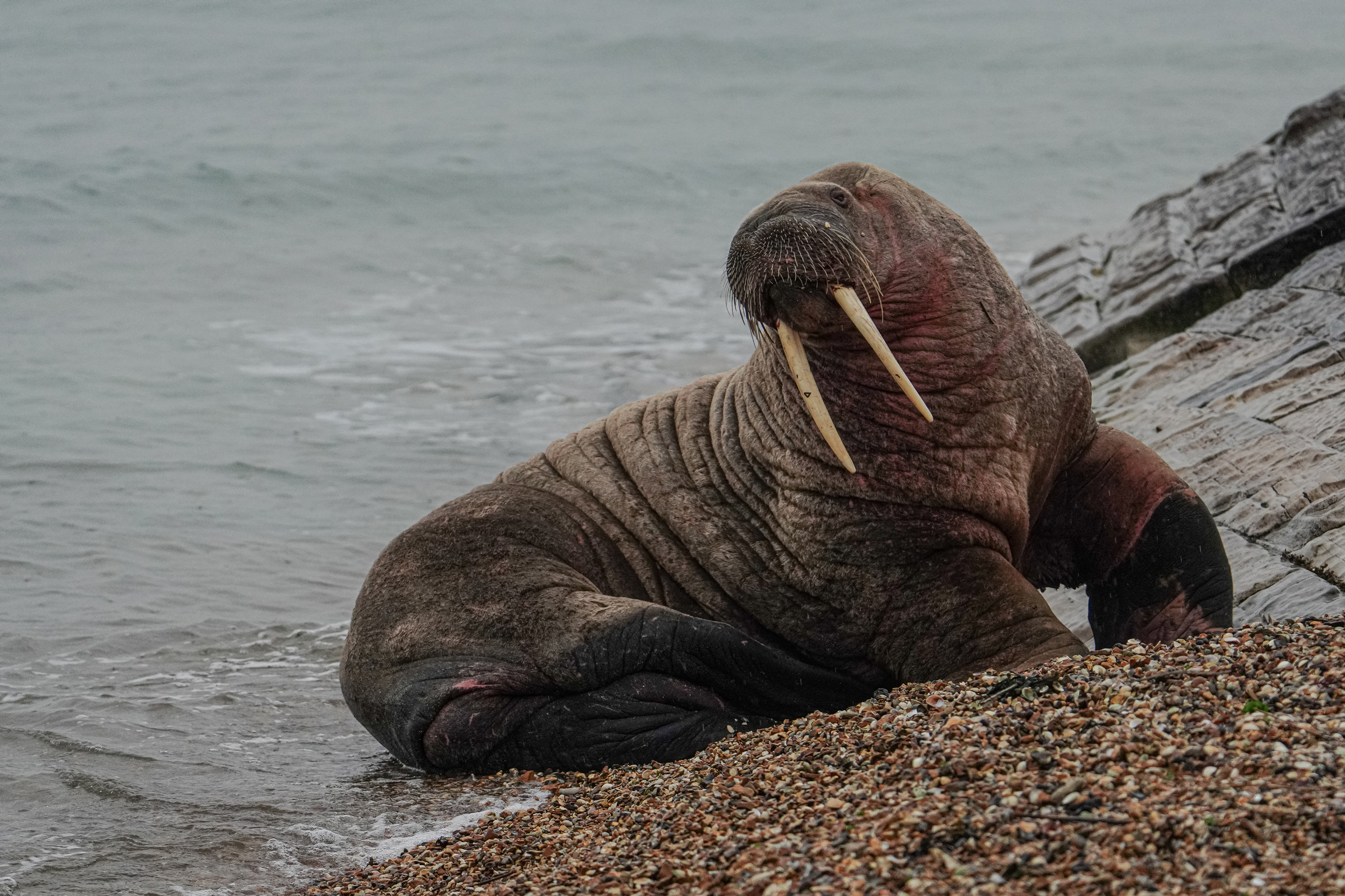 Walrus by Duncan Whitfield - BirdGuides