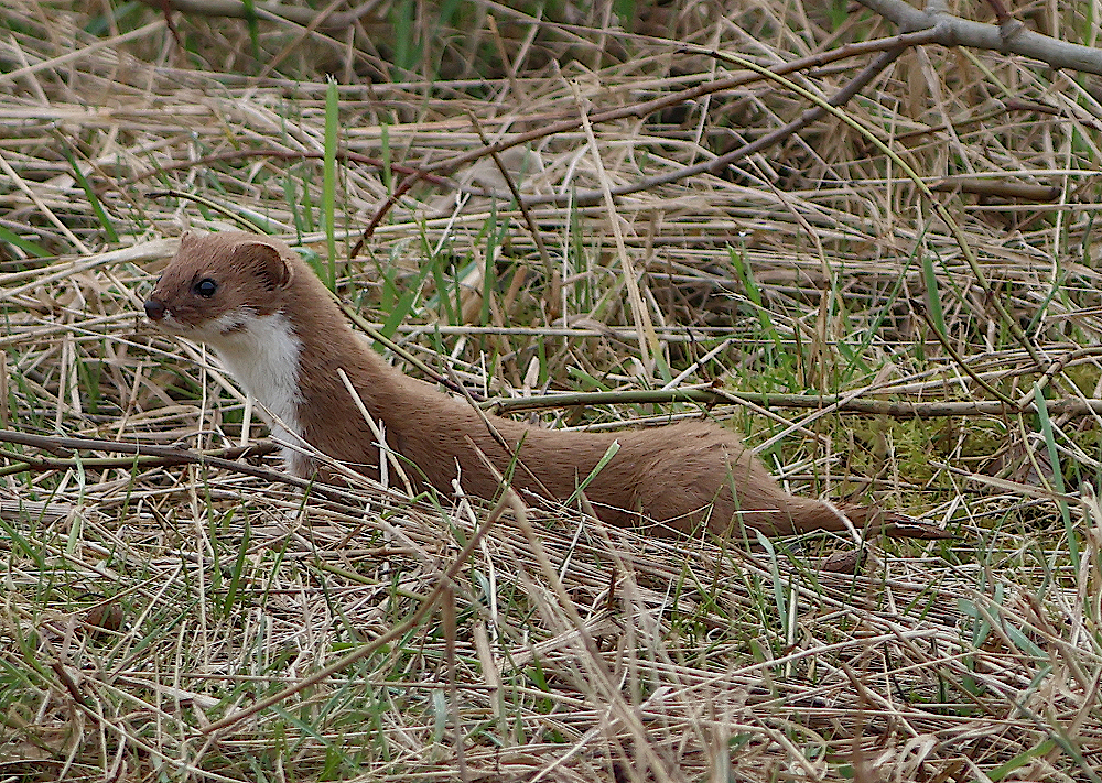 Weasel by David A Johnston - BirdGuides