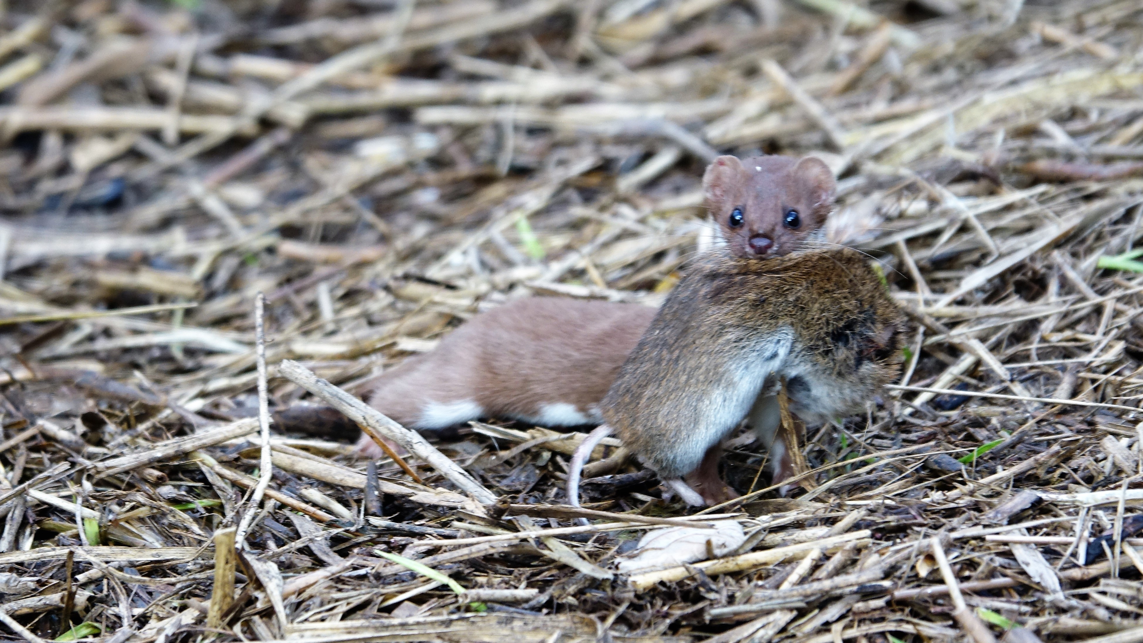 Weasel by Graeme Duckworth - BirdGuides