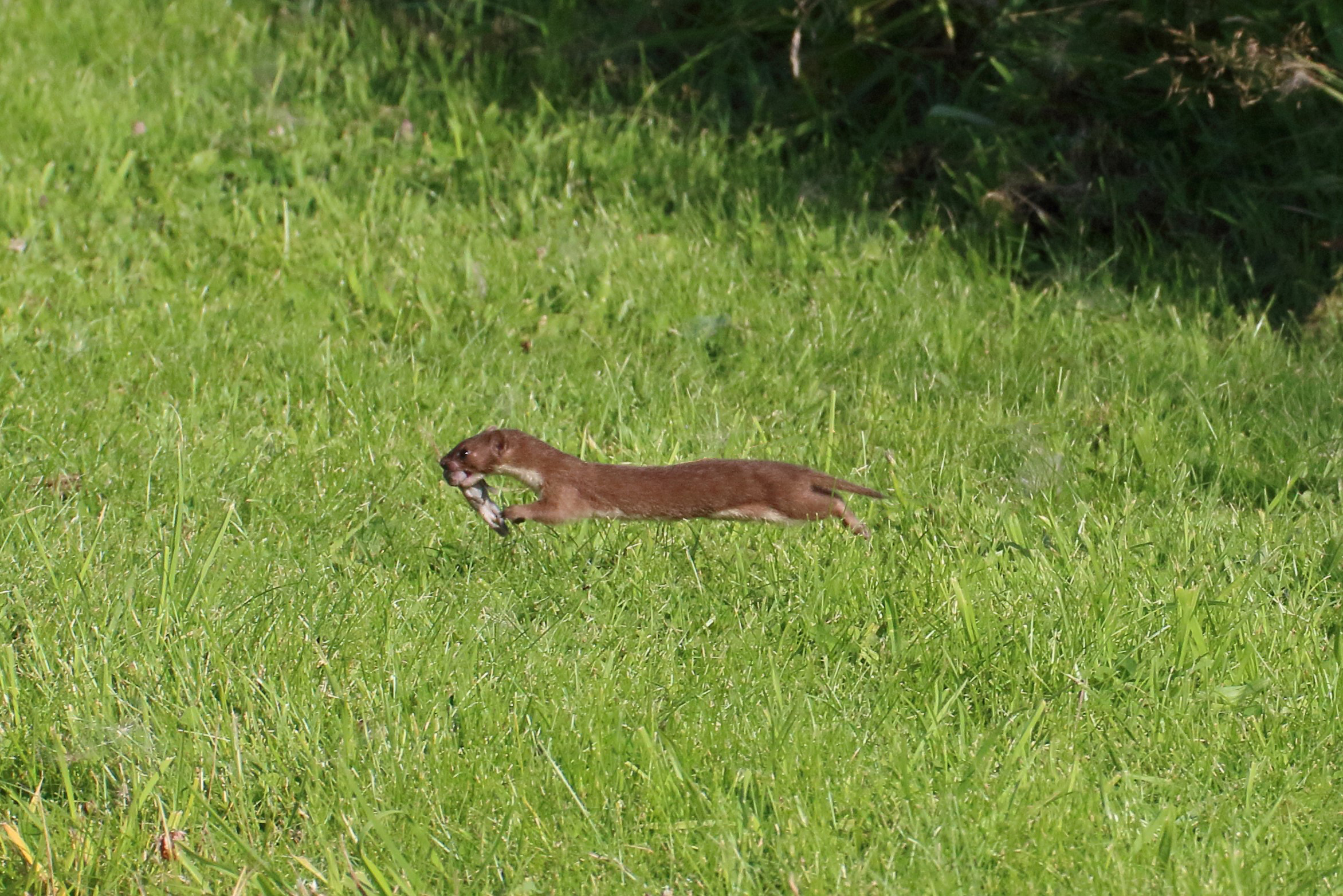 Weasel by Adrian Hardy - BirdGuides