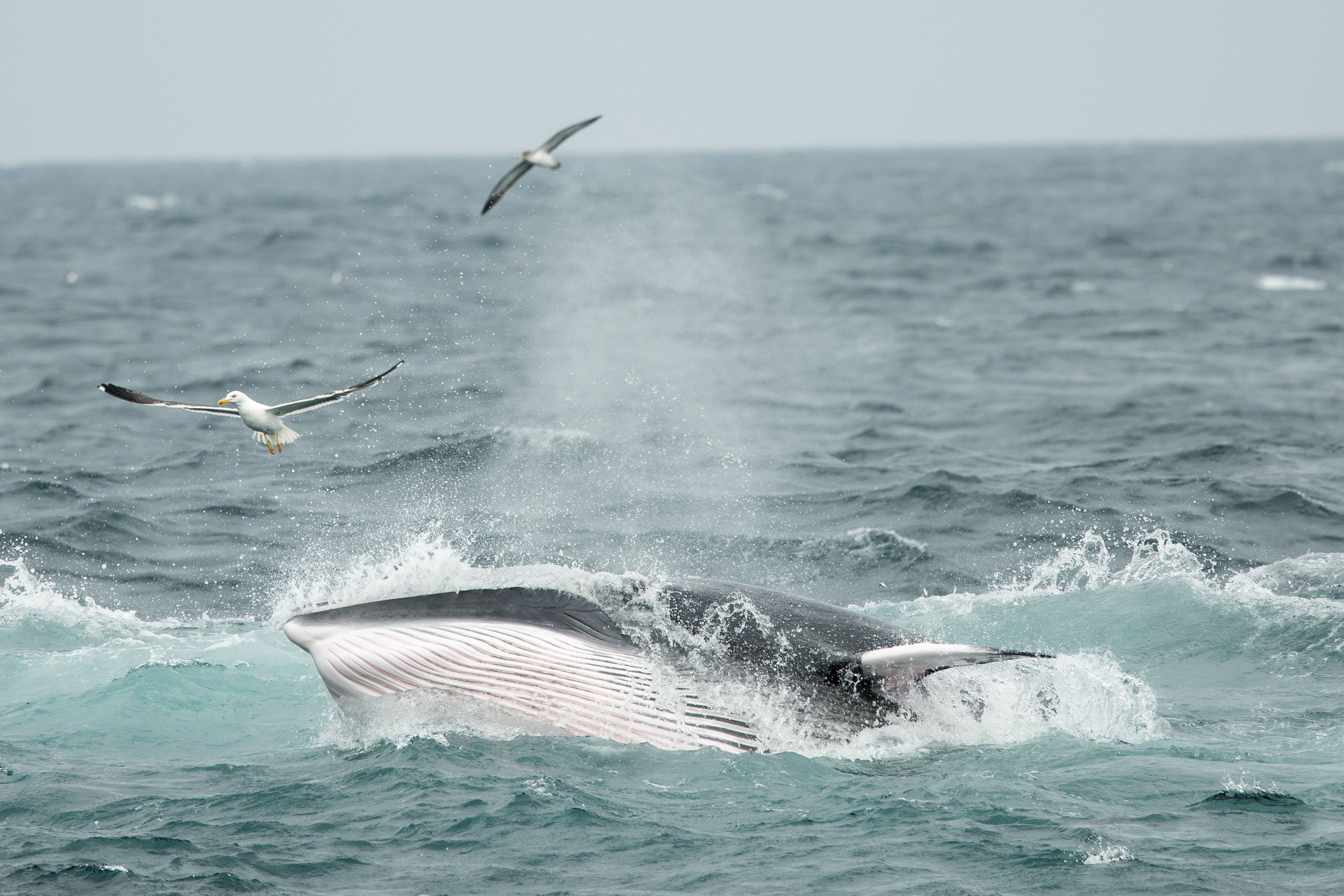 Common Minke Whale by Ian Bollen - BirdGuides