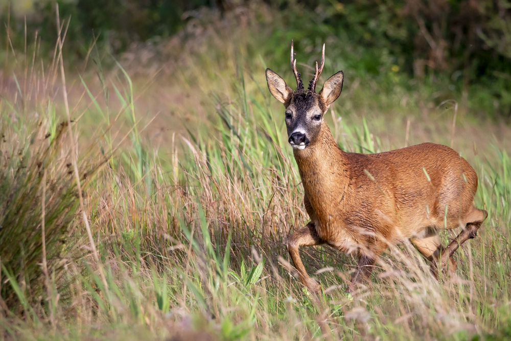 Details : Roe Deer - BirdGuides