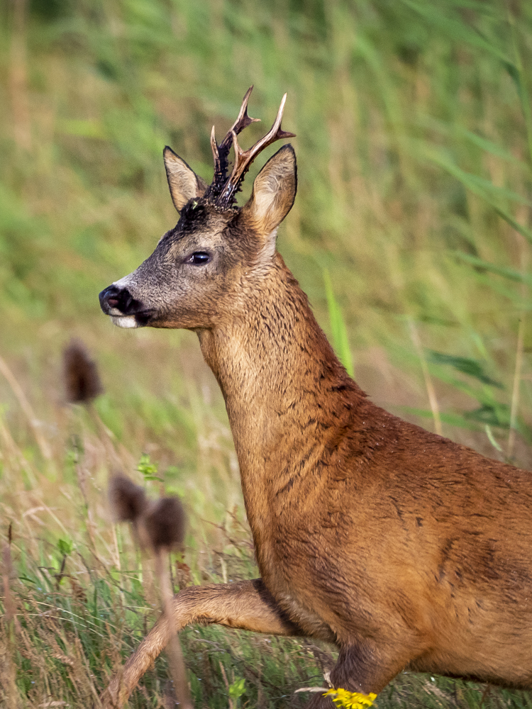 Details : Roe Deer - BirdGuides