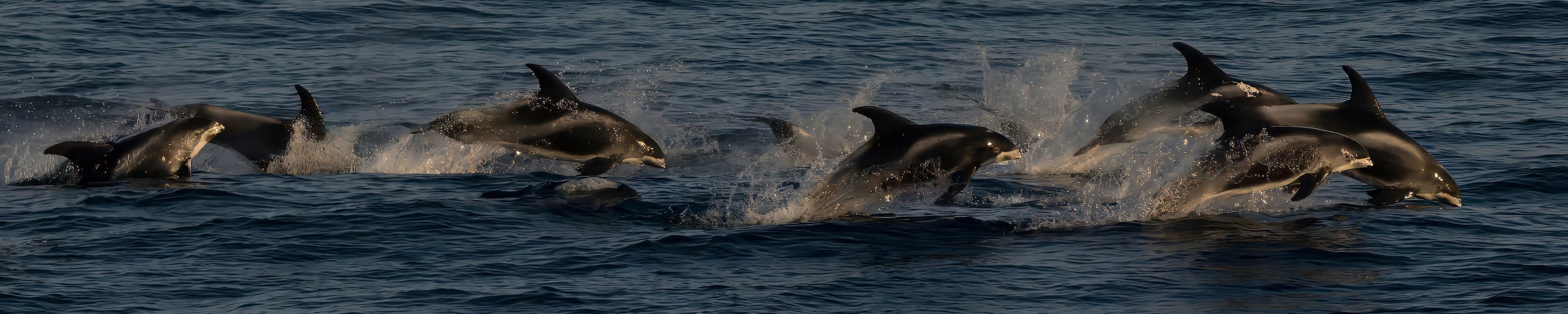 White-beaked Dolphin by Roy Twigg - BirdGuides