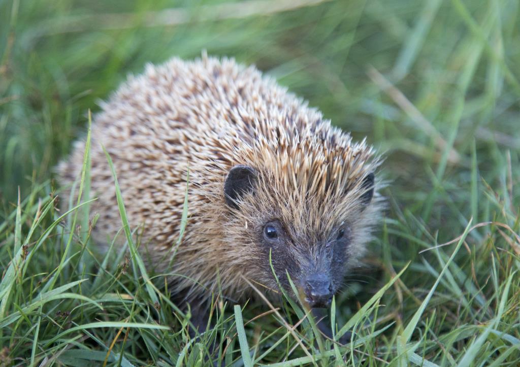 Hedgehogs to be removed from Outer Hebrides - BirdGuides